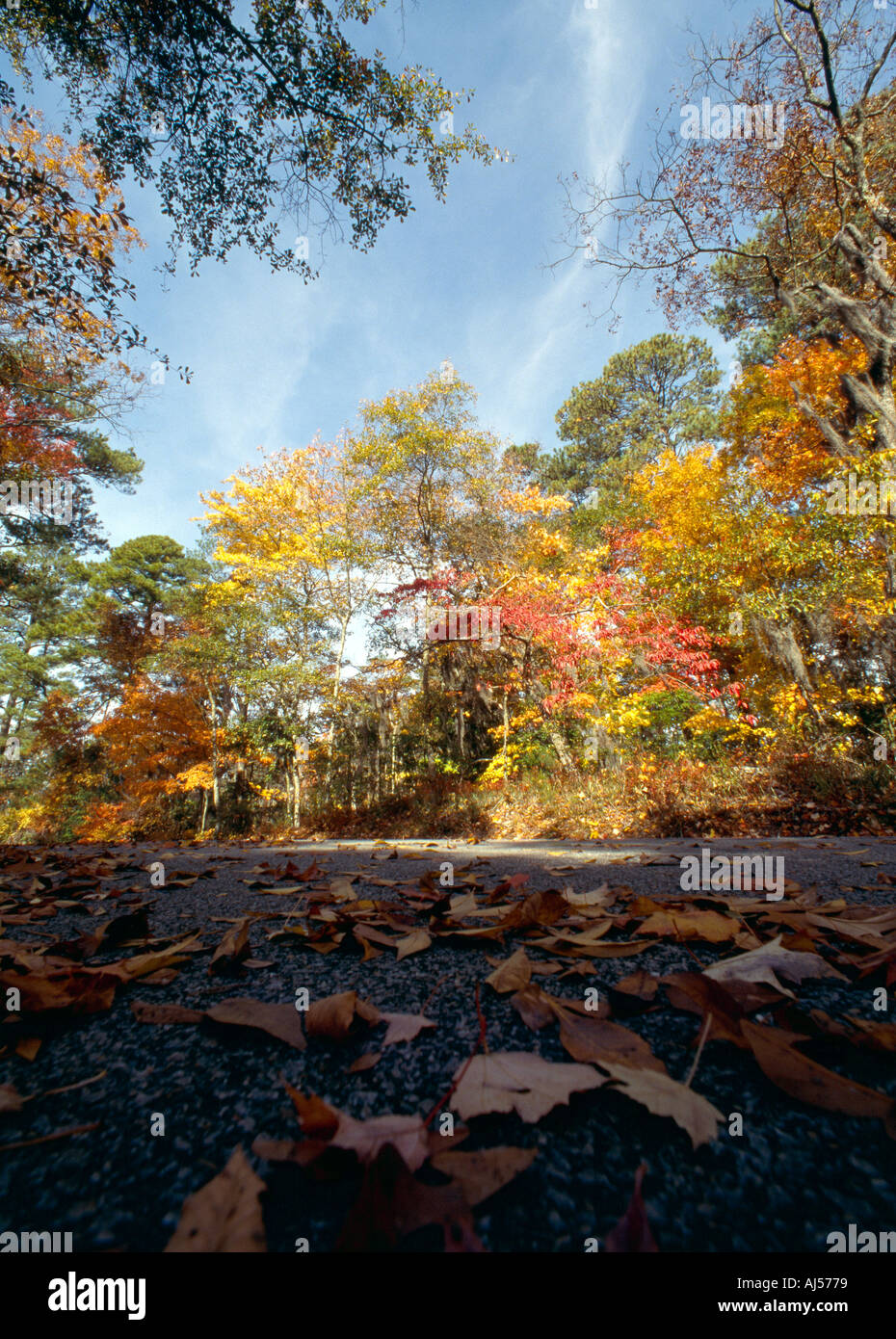 VA Virginia Beach Seashore State Park fall foliage along roadside Stock ...