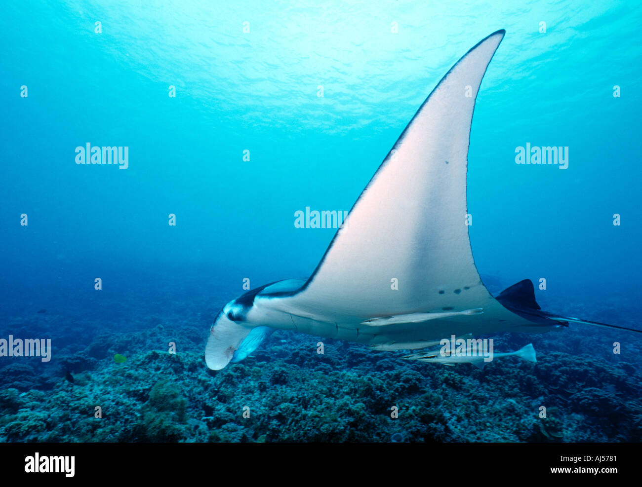 French Polynesia Bora Bora Manta Dance divesite u w Manta shows ...