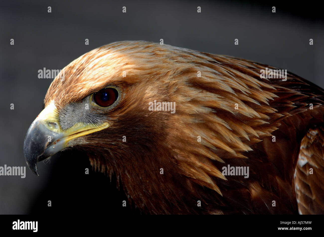 Konge orn hi-res stock photography and images - Alamy