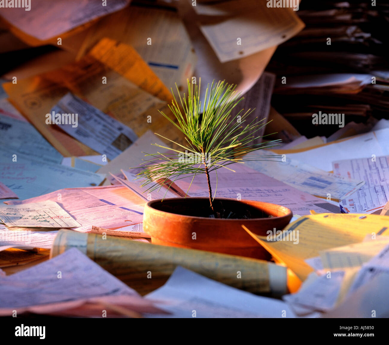 Small seedling tree growing in pot next to huge pile of waste paper ...