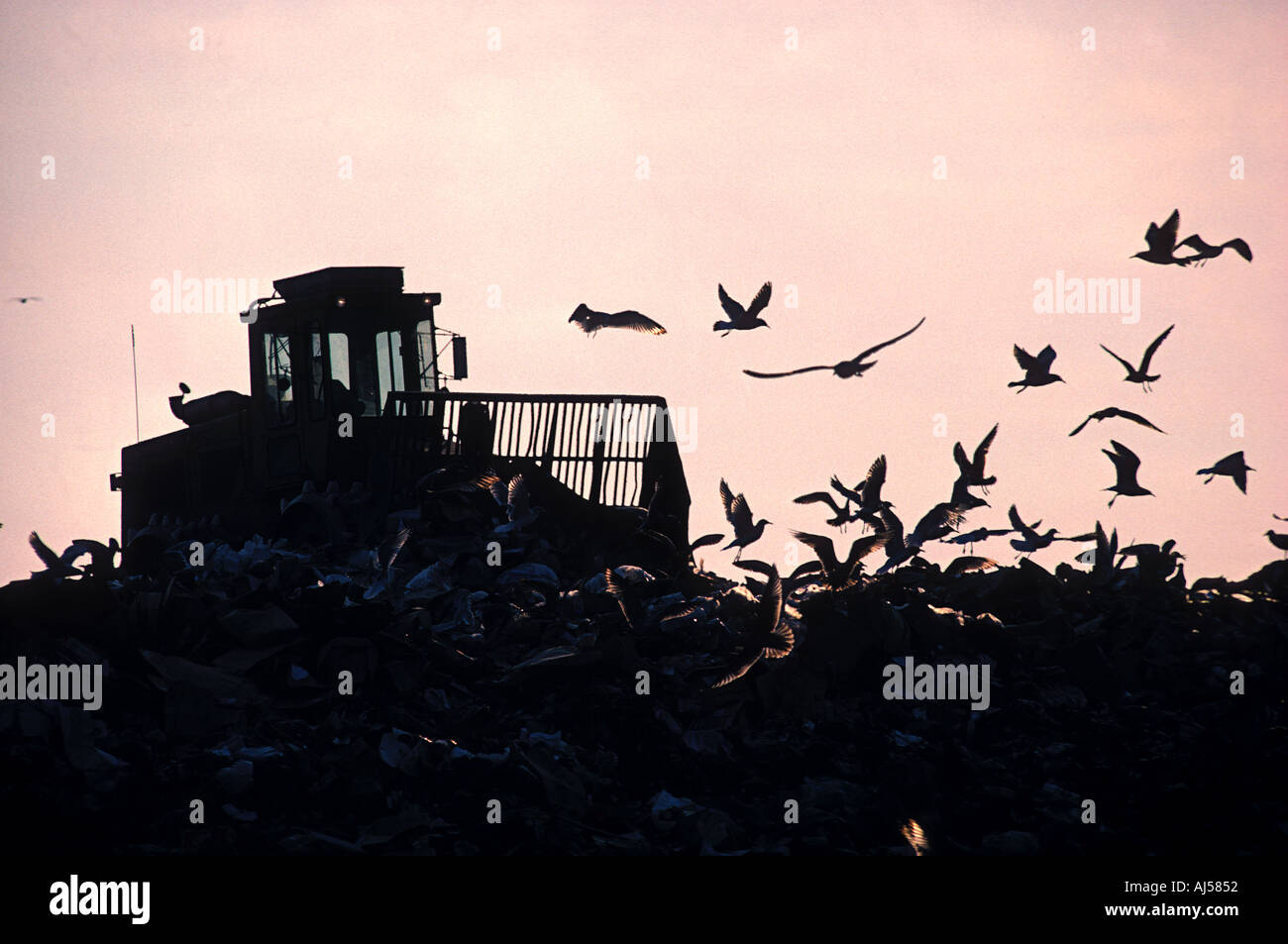 bulldozer pushing garbage in landfill while seagulls circle Stock Photo ...