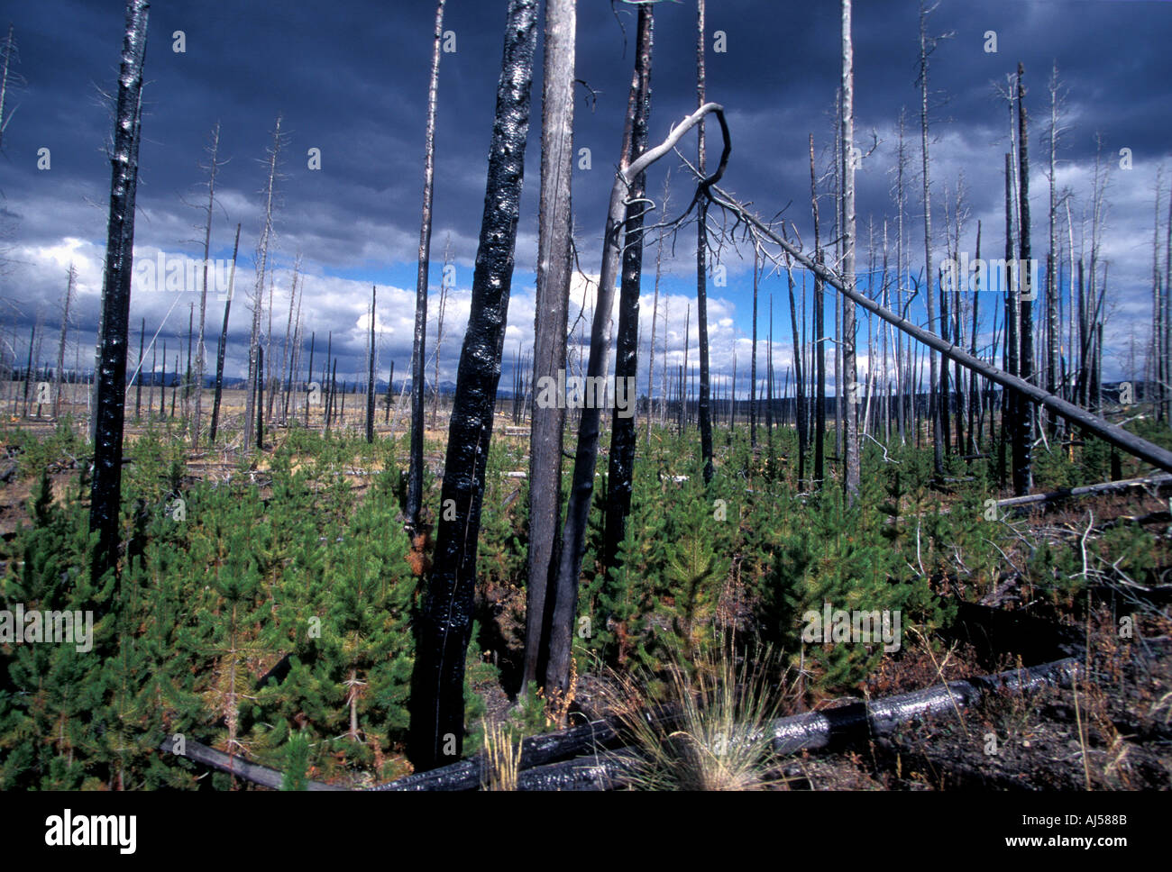 Forest in Yellowstone National Park regrowing after a forest fire Stock ...