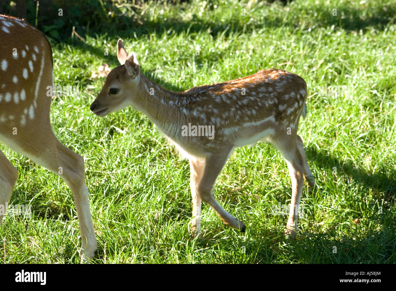Fallow deer fawn following mother Stock Photo - Alamy