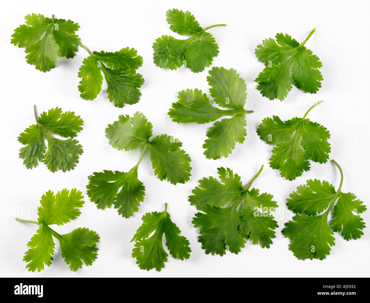 Cilantro leaves hi-res stock photography and images - Alamy