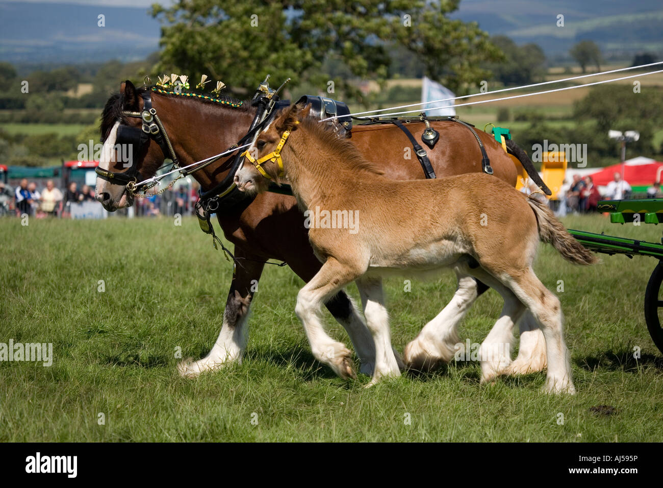 Great Eccleston Agricultural show, Lancashire, 2007 Stock Photo - Alamy