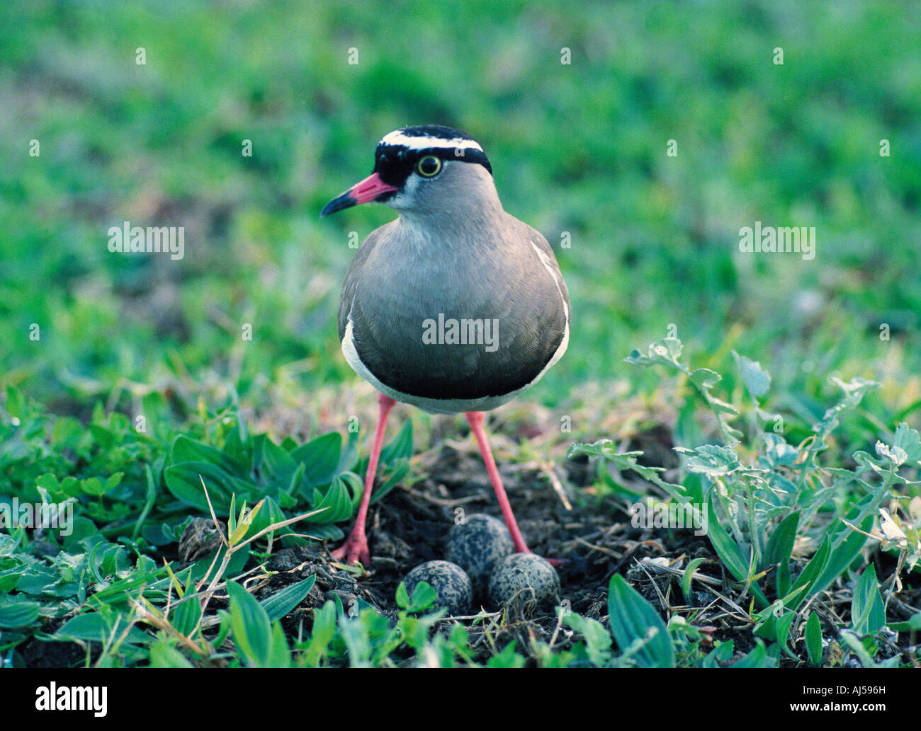 Breeding Crowned Plover Vanellus coronatus Western Cape South Africa ...