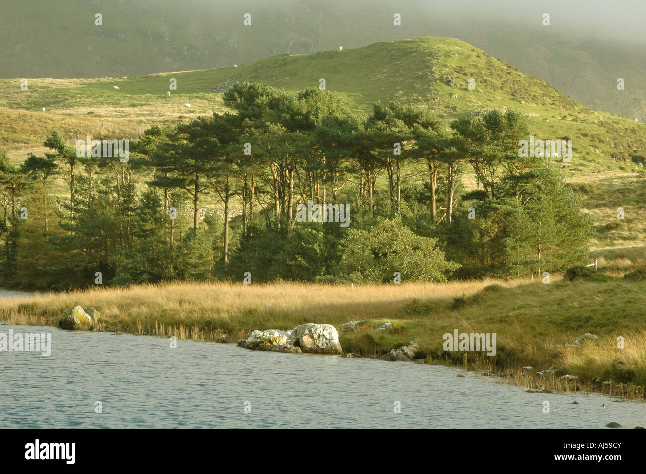 Copse of Pine trees in Autumn sun light - Snowdonia - Llynnau Cregennen ...