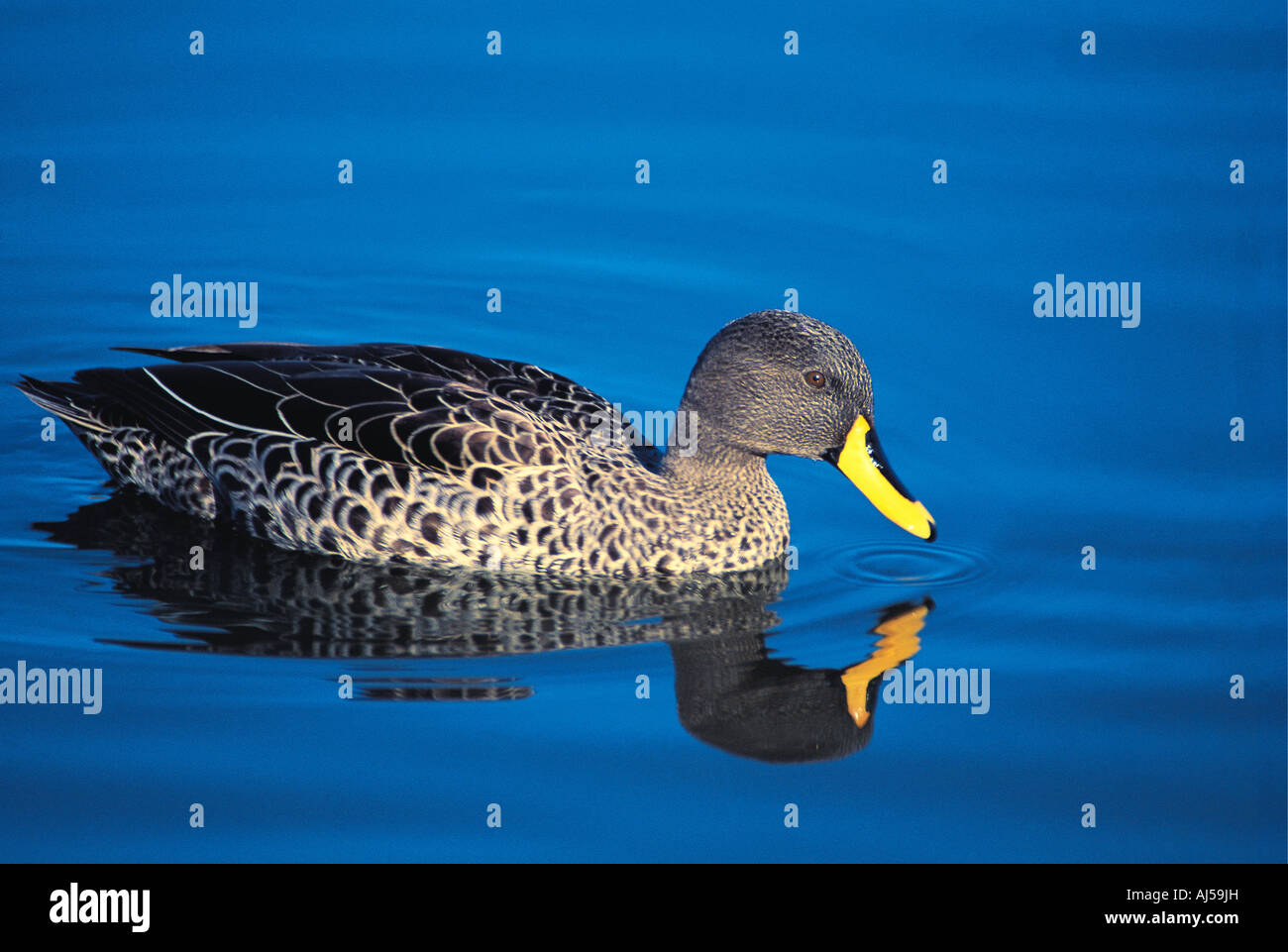 Yellow billed duck swimming on blue water Western Cape South Africa ...