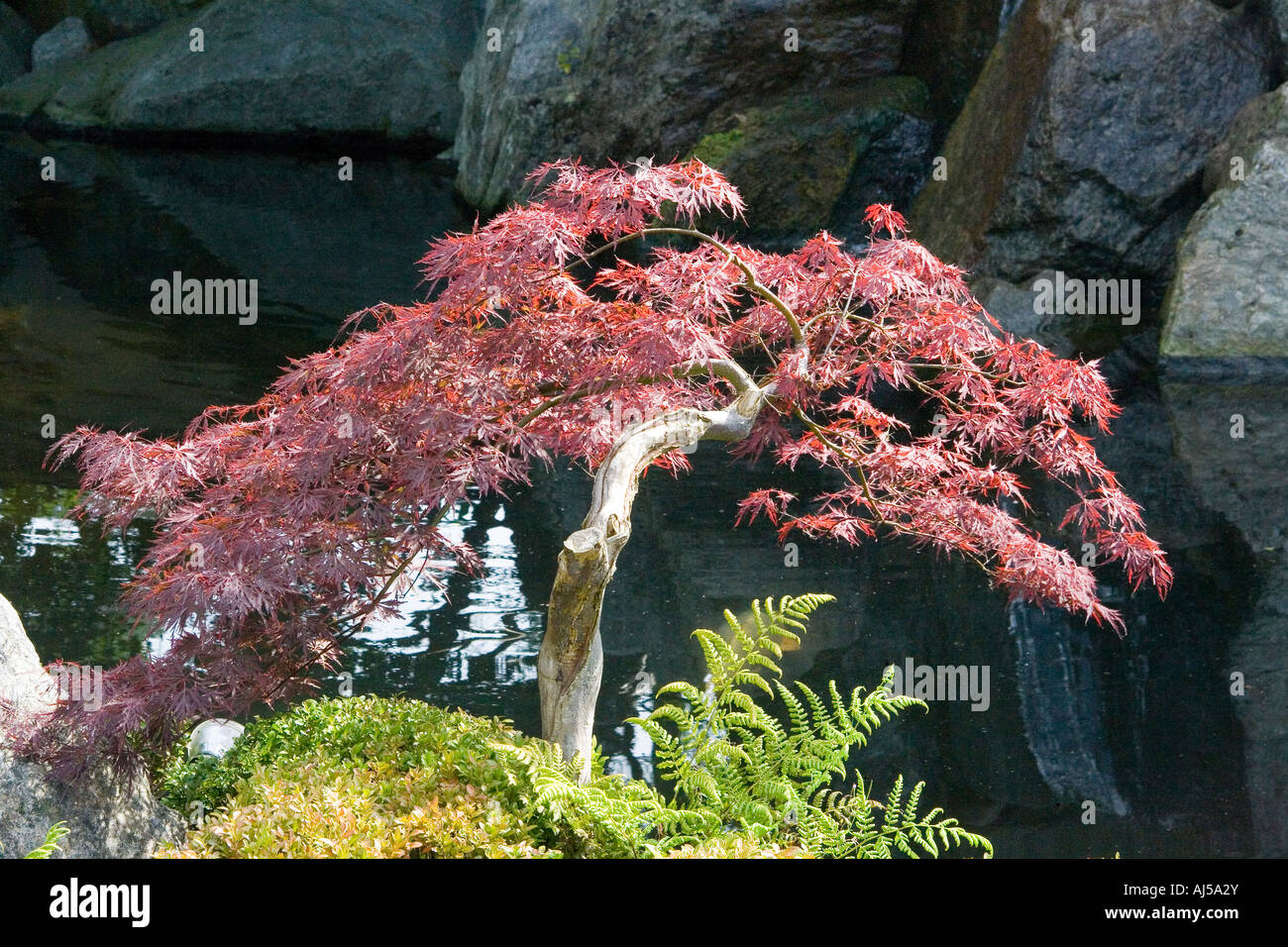 Miniature Japanese red maple by pool Stock Photo - Alamy