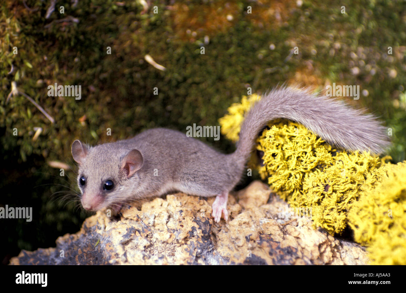 Mammal dormouse dwarf west africa hi-res stock photography and images ...