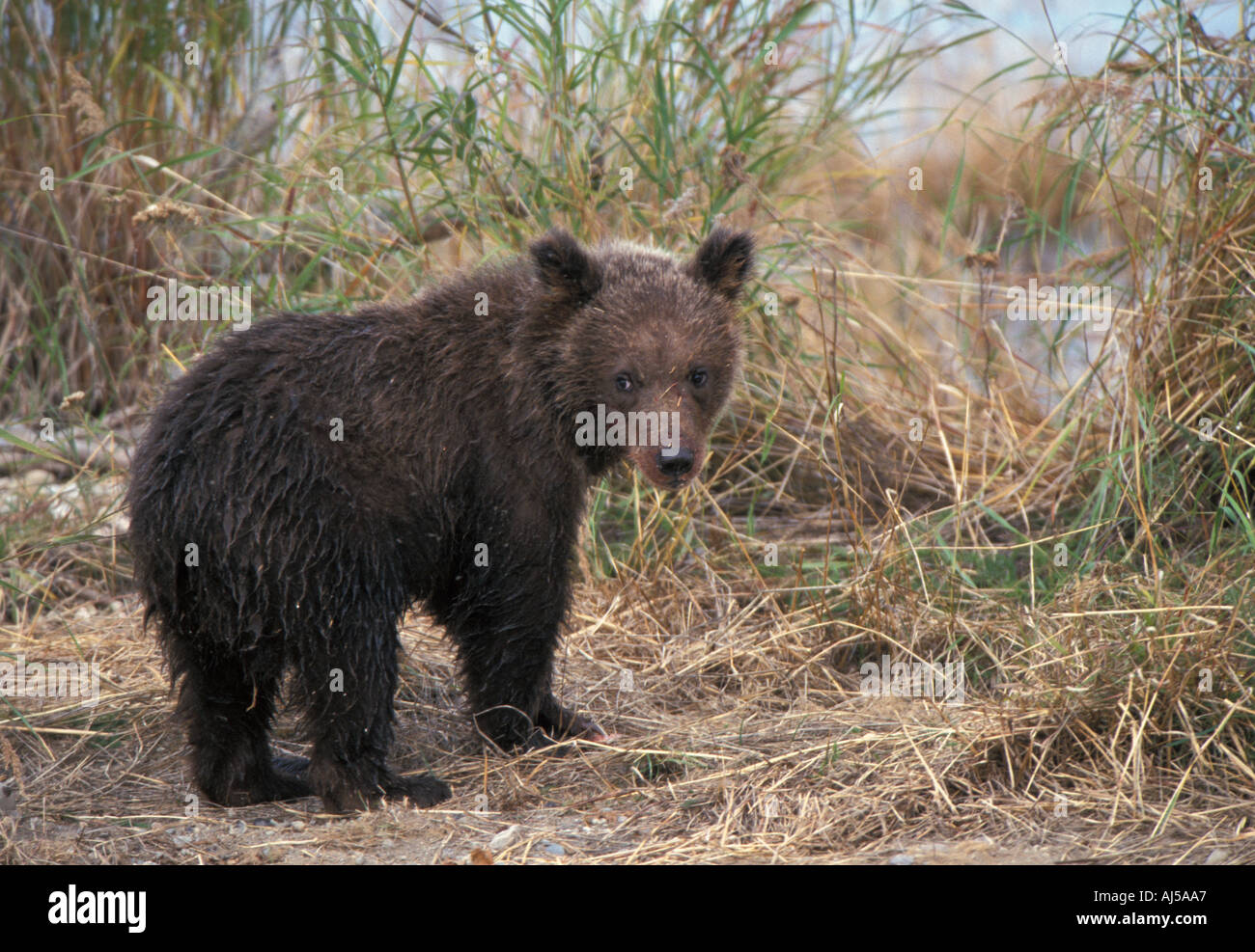 Mammal Bear Grizzly Offspring Brooks Falls Katmai National Park Alaska ...