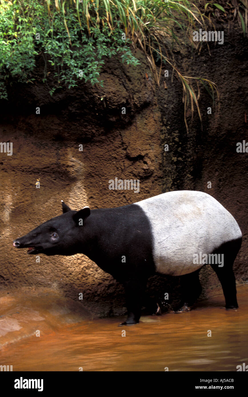 Mammal tapir malaysian endangered sp hi-res stock photography and ...