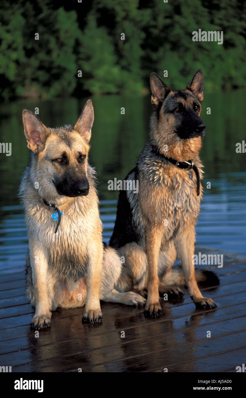 Mammal dog german shepards on boat dock hi-res stock photography and ...
