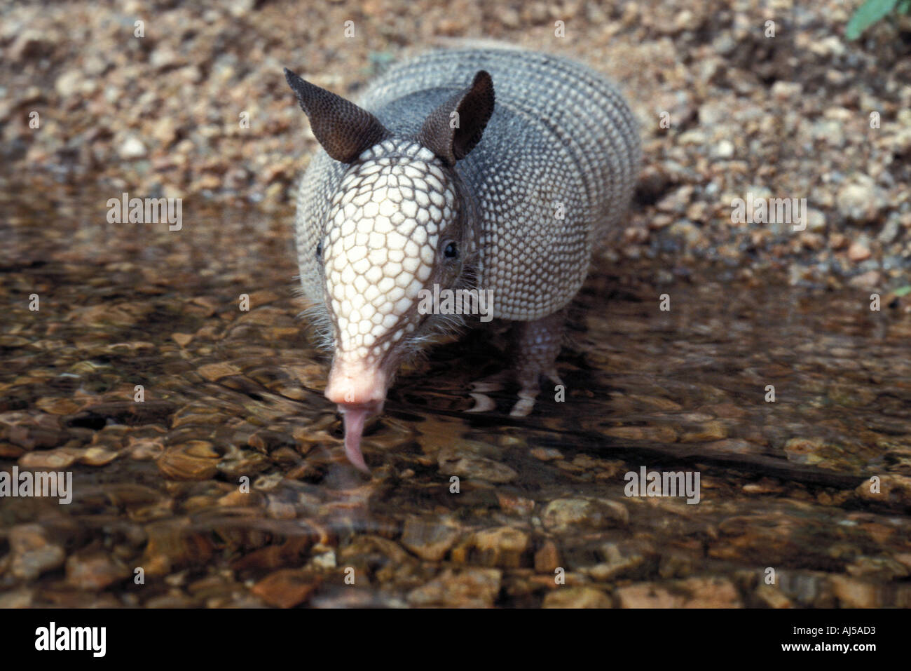 Mammal Armadillo Nine banded Texas United States Stock Photo - Alamy