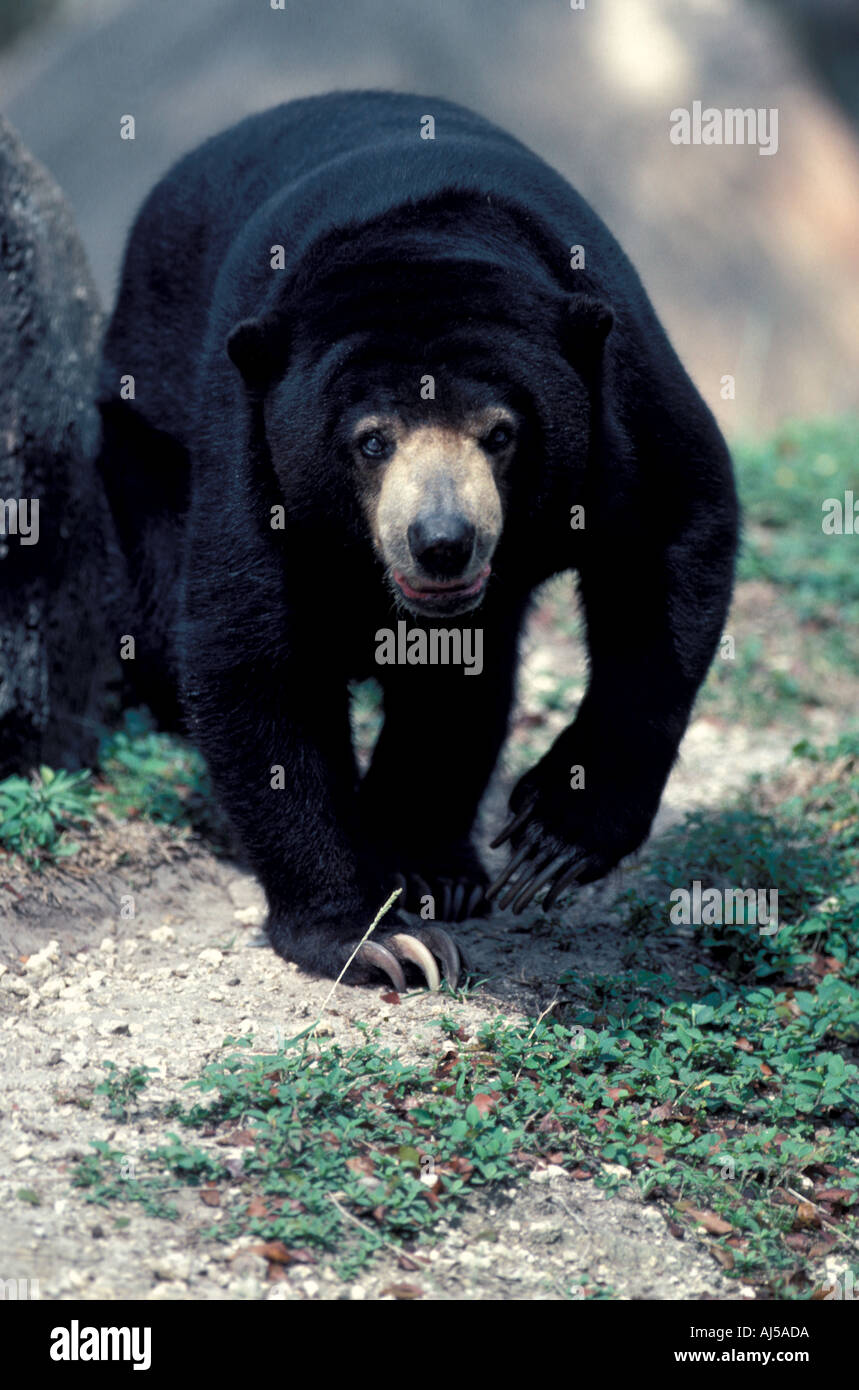 Mammal Bear Sun Endangered sp Stock Photo - Alamy