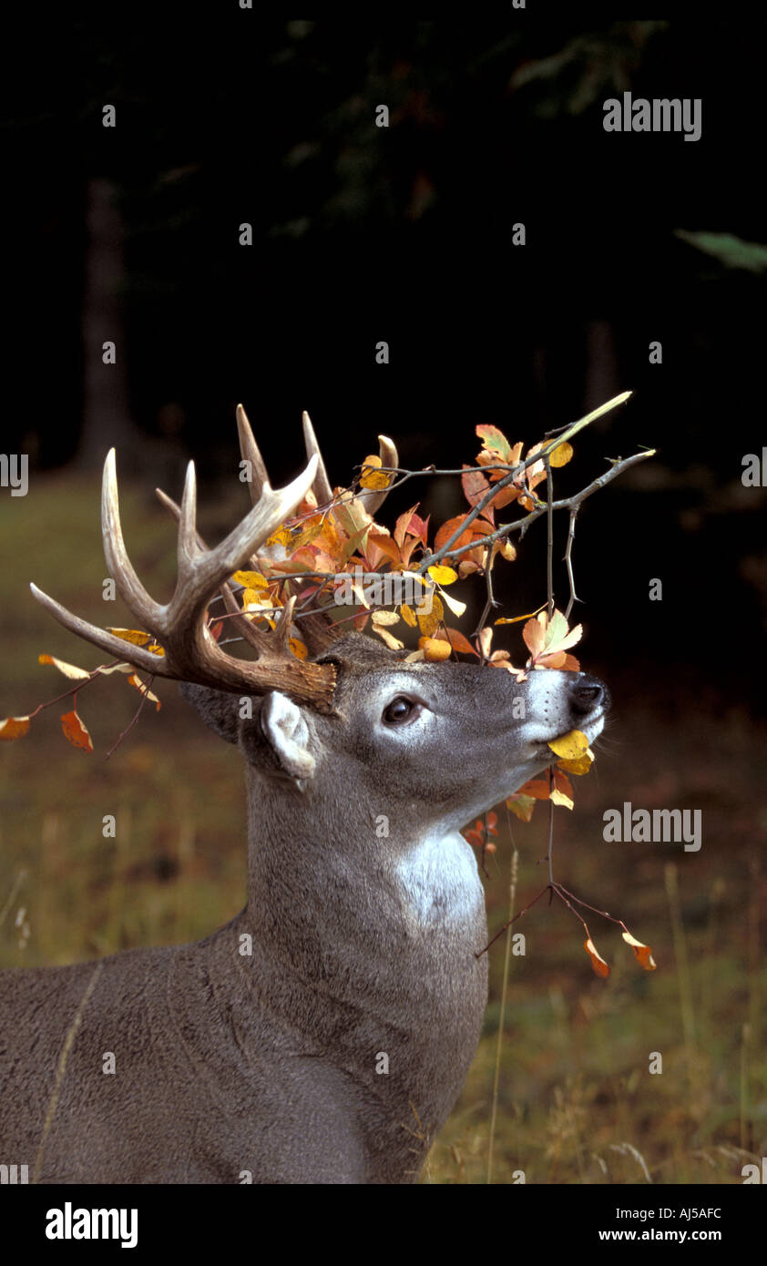 Mammal deer whitetail whitetail deer with twig hi-res stock photography ...