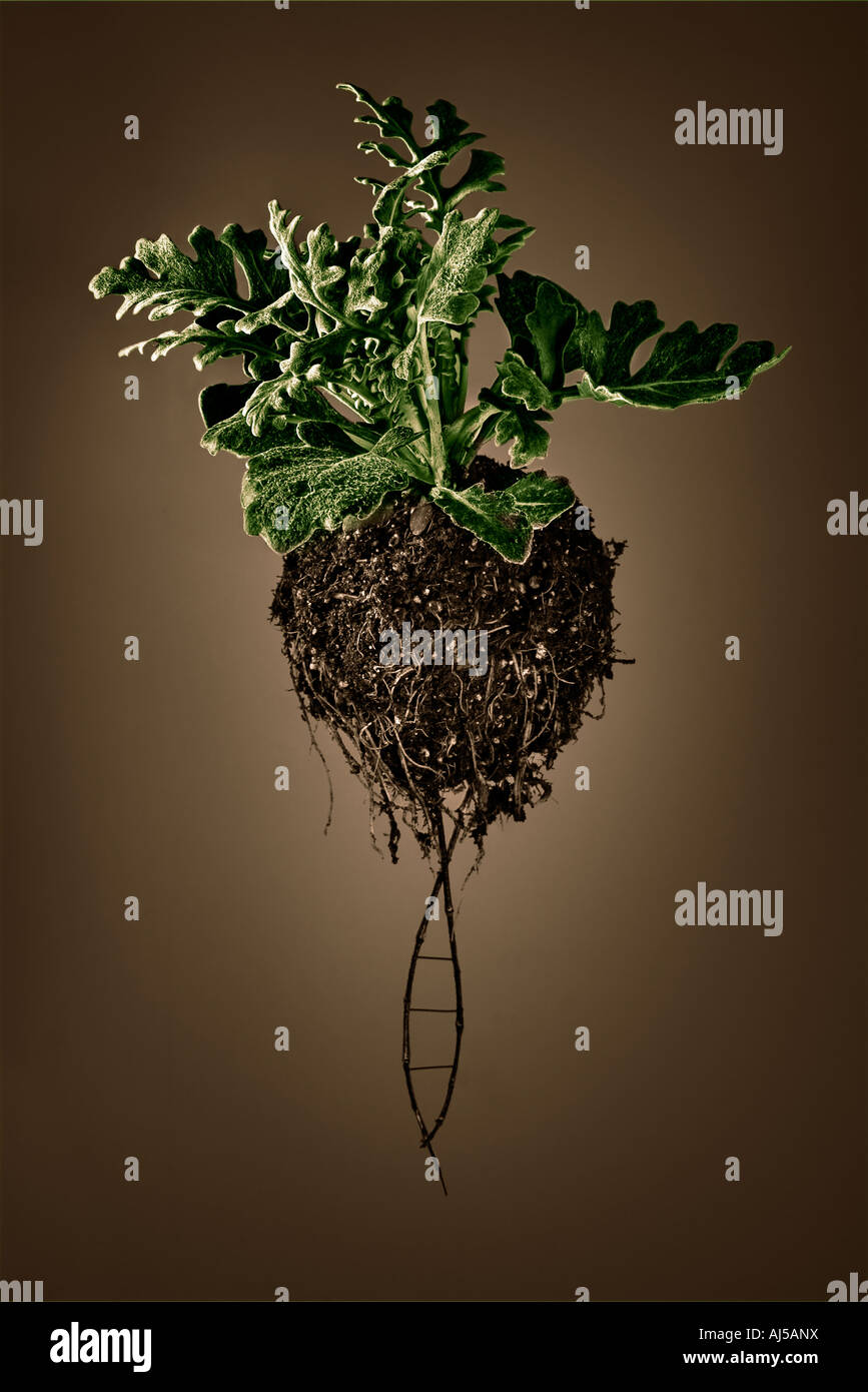 A green plant showing the root ball, dirt and a DNA strand suspended in ...