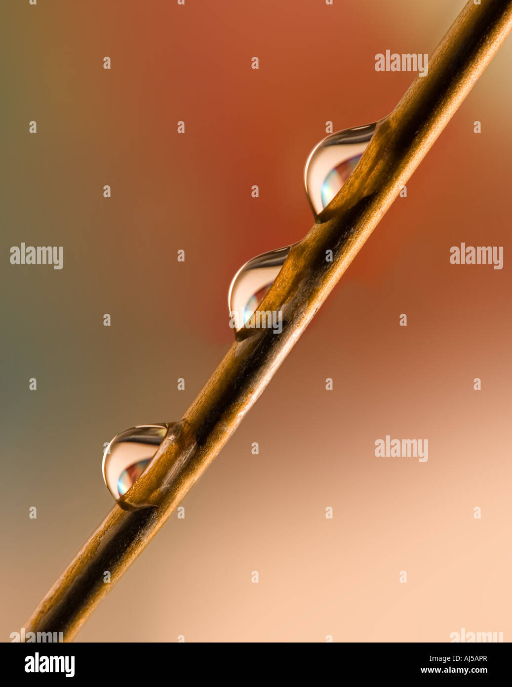 three water drops on a stick Stock Photo - Alamy