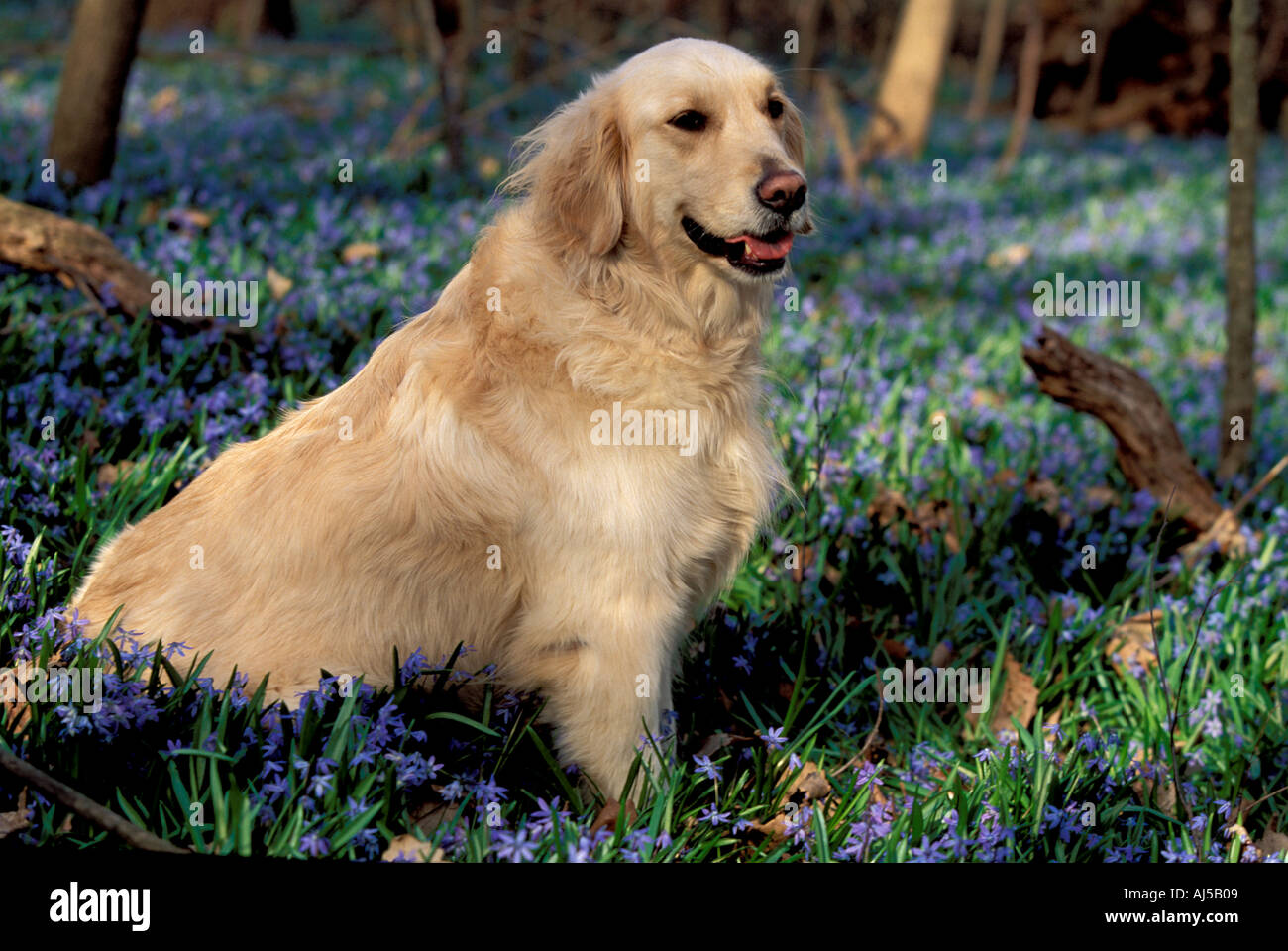 Mammal Dog Retriever Labrador Stock Photo - Alamy