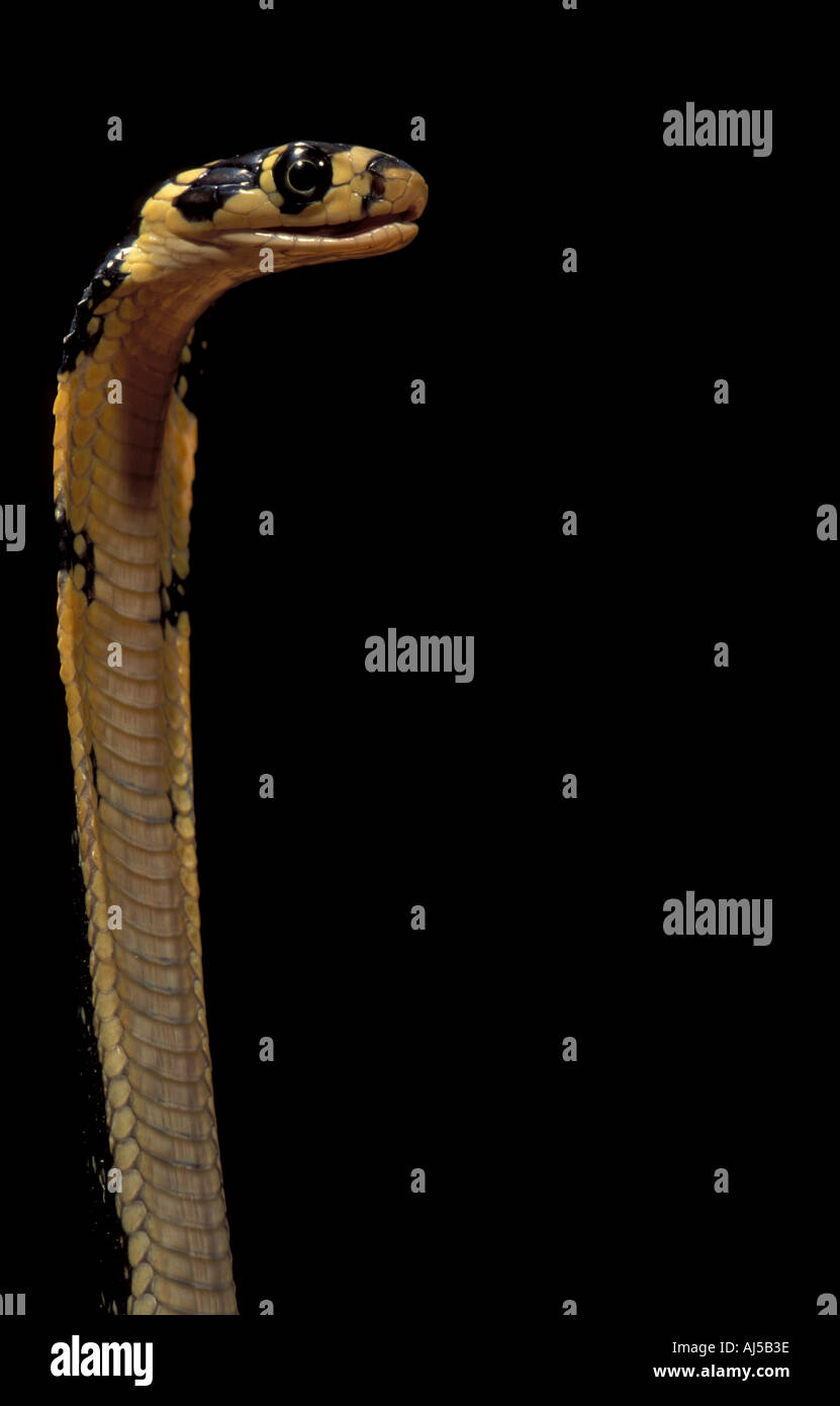 Juvenile king cobra hi-res stock photography and images - Alamy