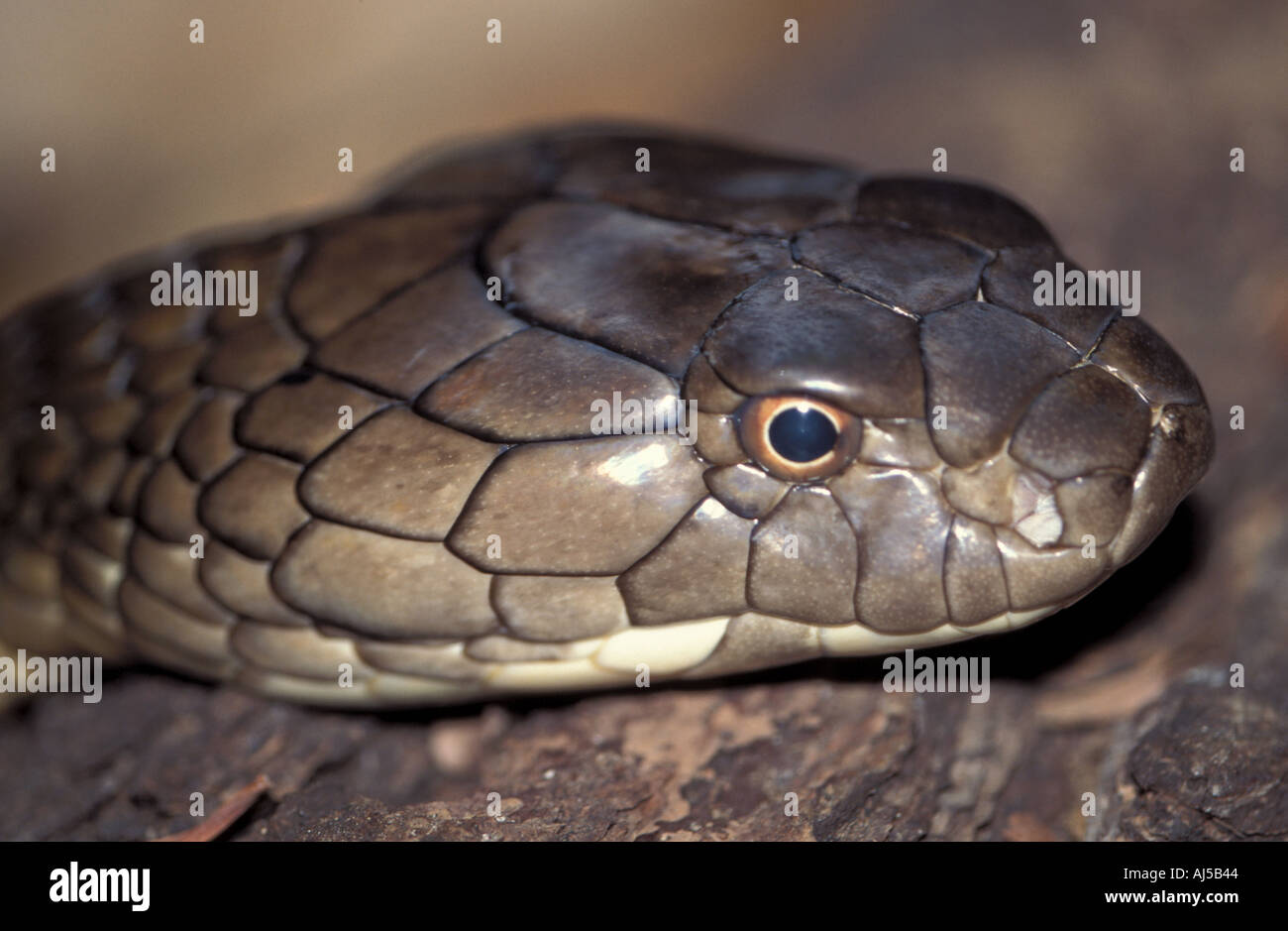 Snake king cobra ophiophagus hi-res stock photography and images - Alamy