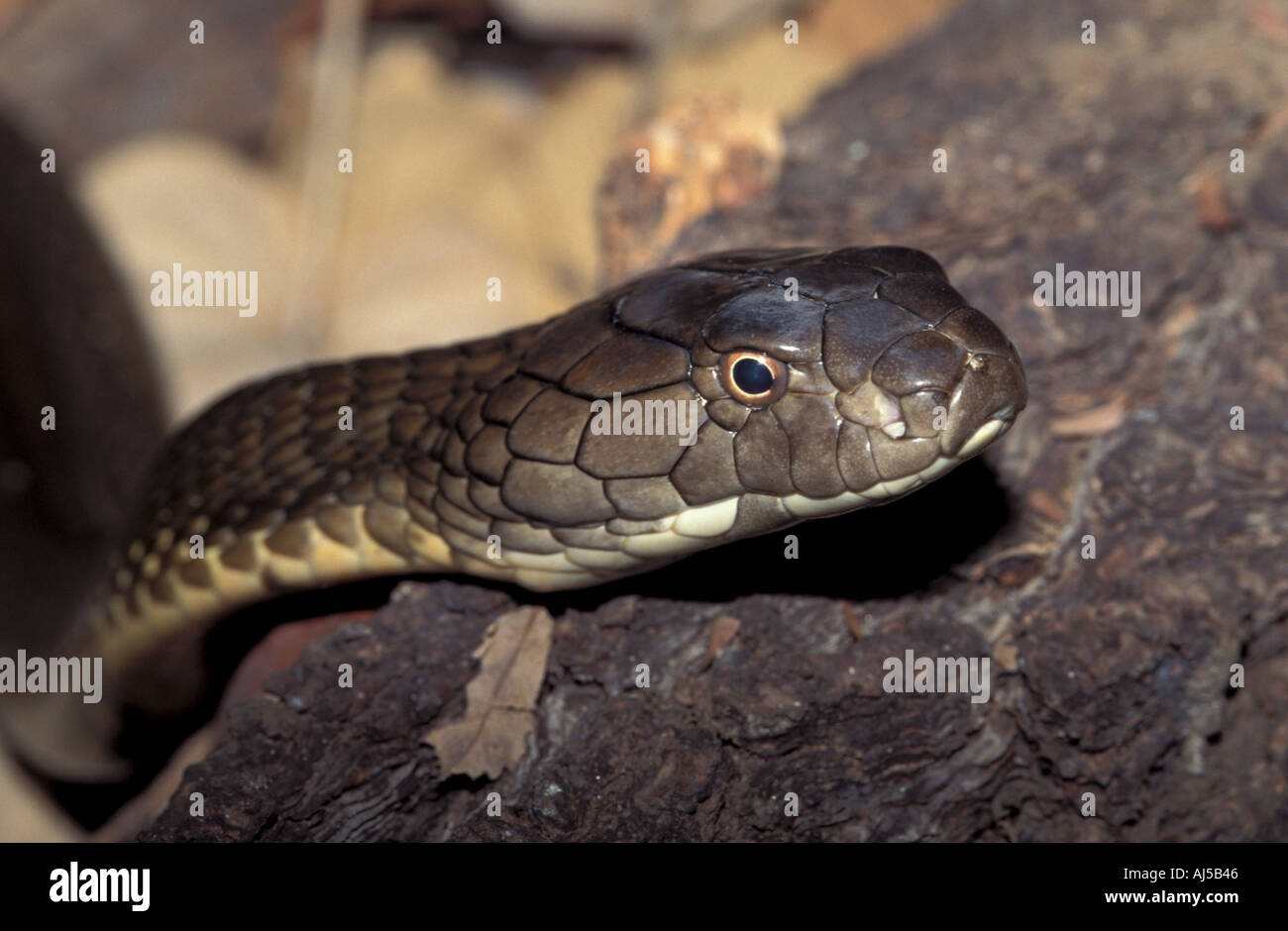 Snake king cobra ophiophagus hi-res stock photography and images - Alamy