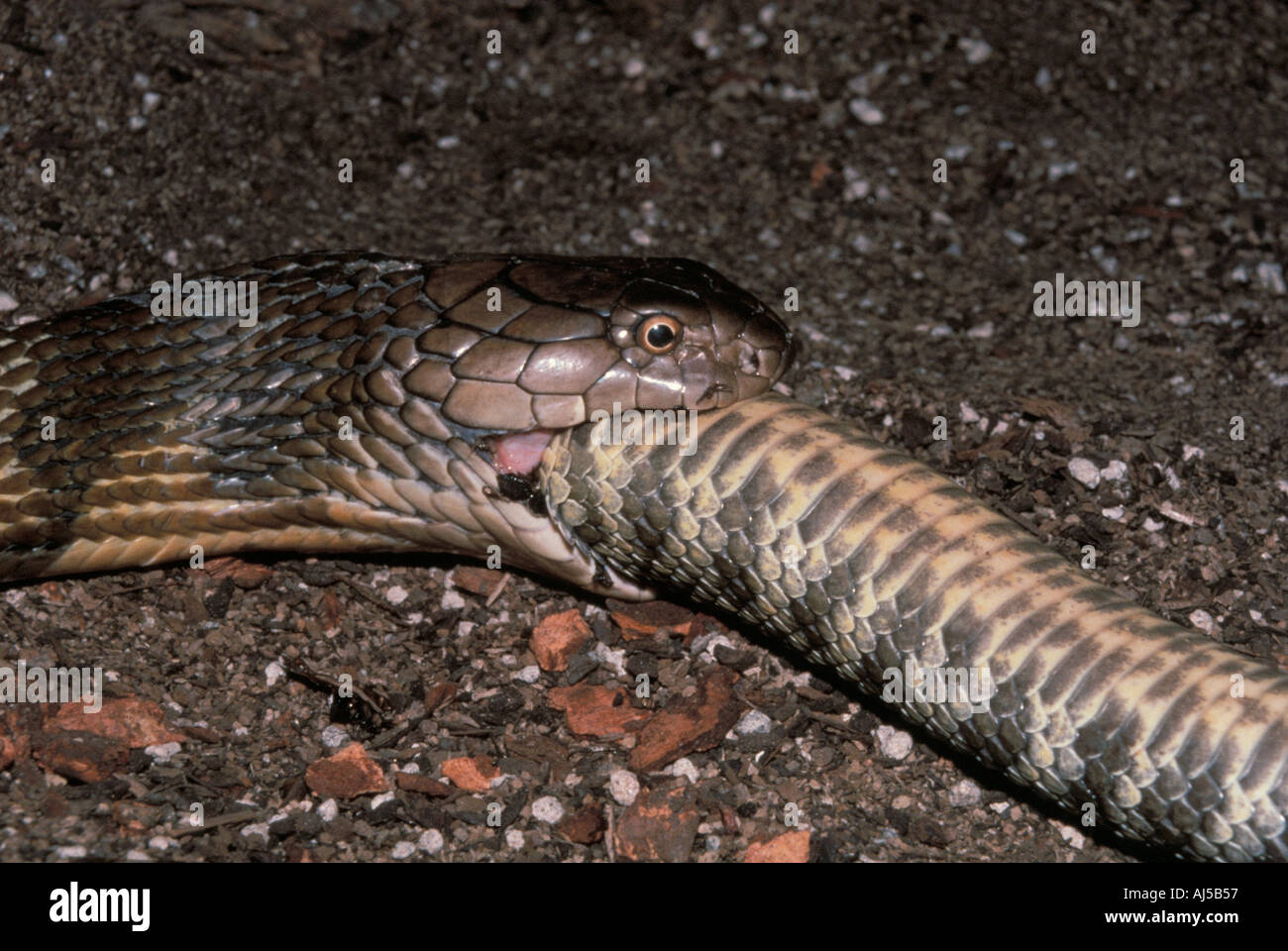Reptile Snake Cobra Swallowing snake Southeast Asia Stock Photo - Alamy