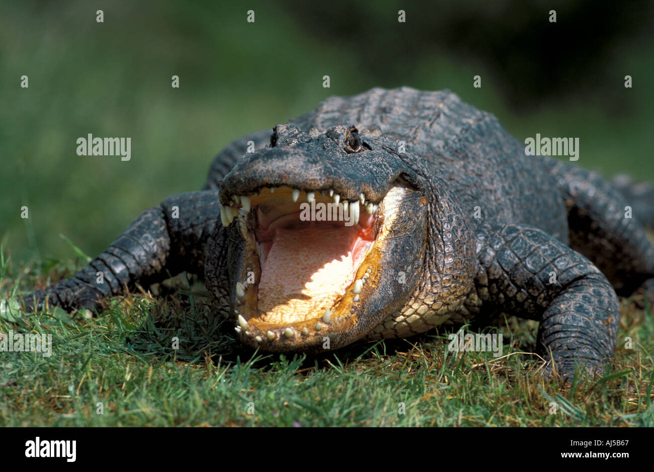 Reptile Alligator American Stock Photo - Alamy