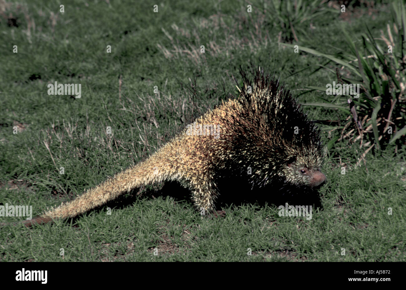 Prehensile tailed hi-res stock photography and images - Alamy