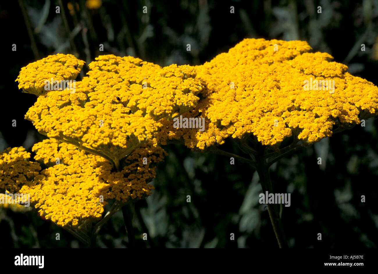 Plant Yarrow Gold plate flowers Devon United Kingdom Stock Photo - Alamy
