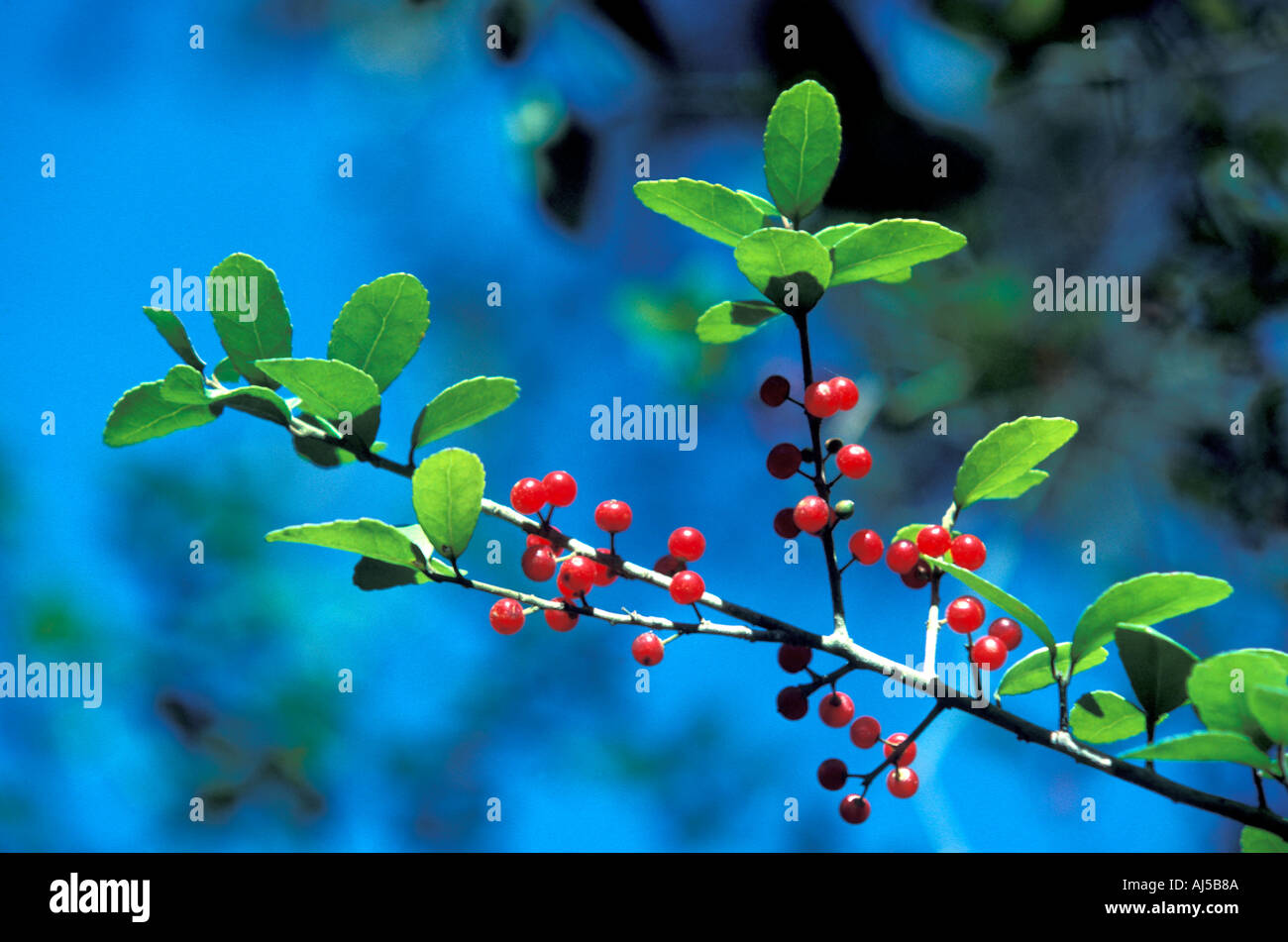 Plant Yaupon Tree Yaupon leaf and fruit Stock Photo - Alamy