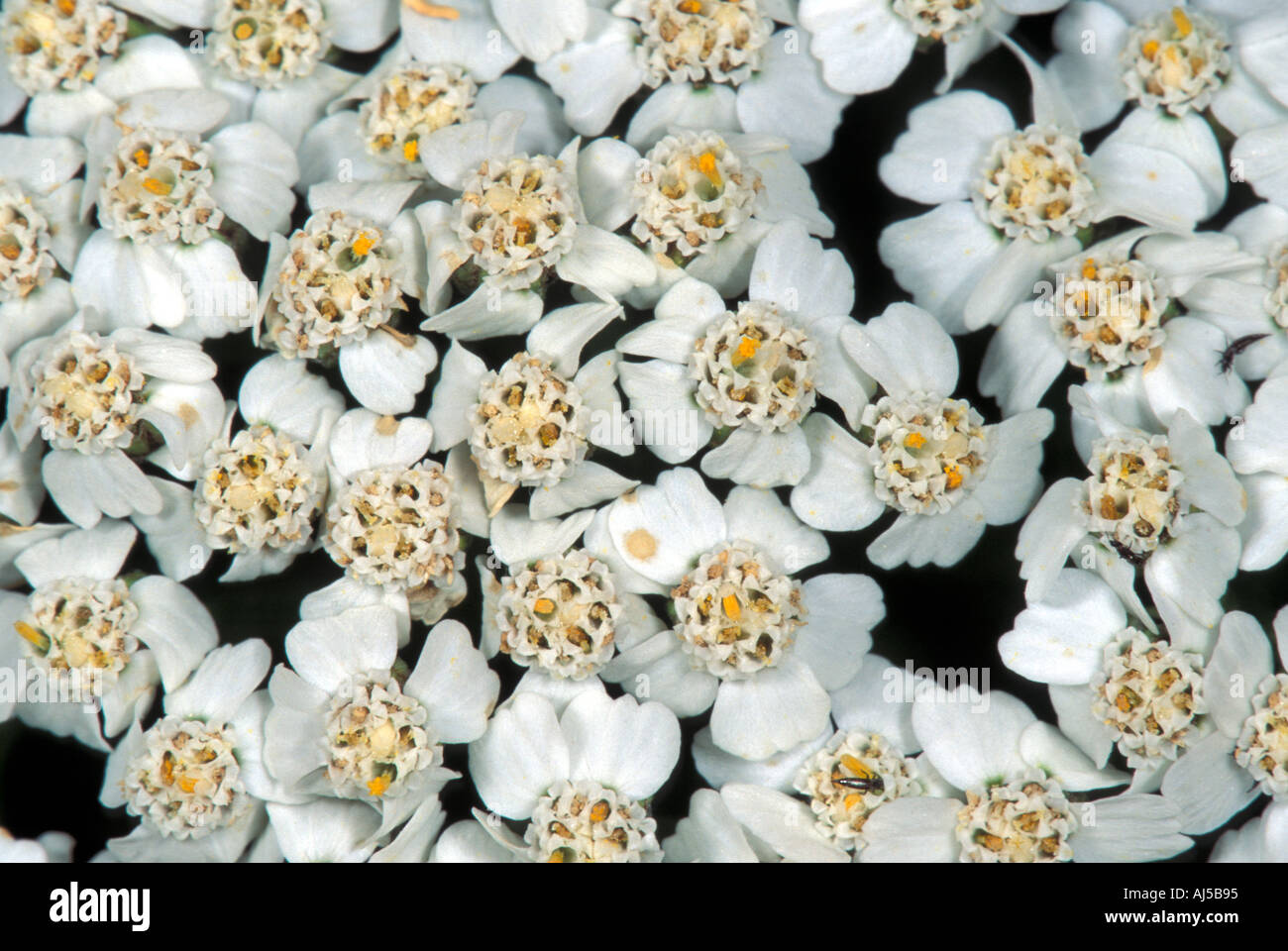 Plant Yarrow Note typical composite floral anatomy Acadia National Park ...