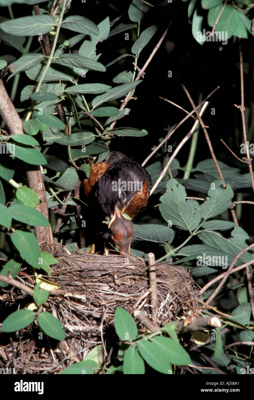 Bird Robin Robin with chicks Stock Photo - Alamy