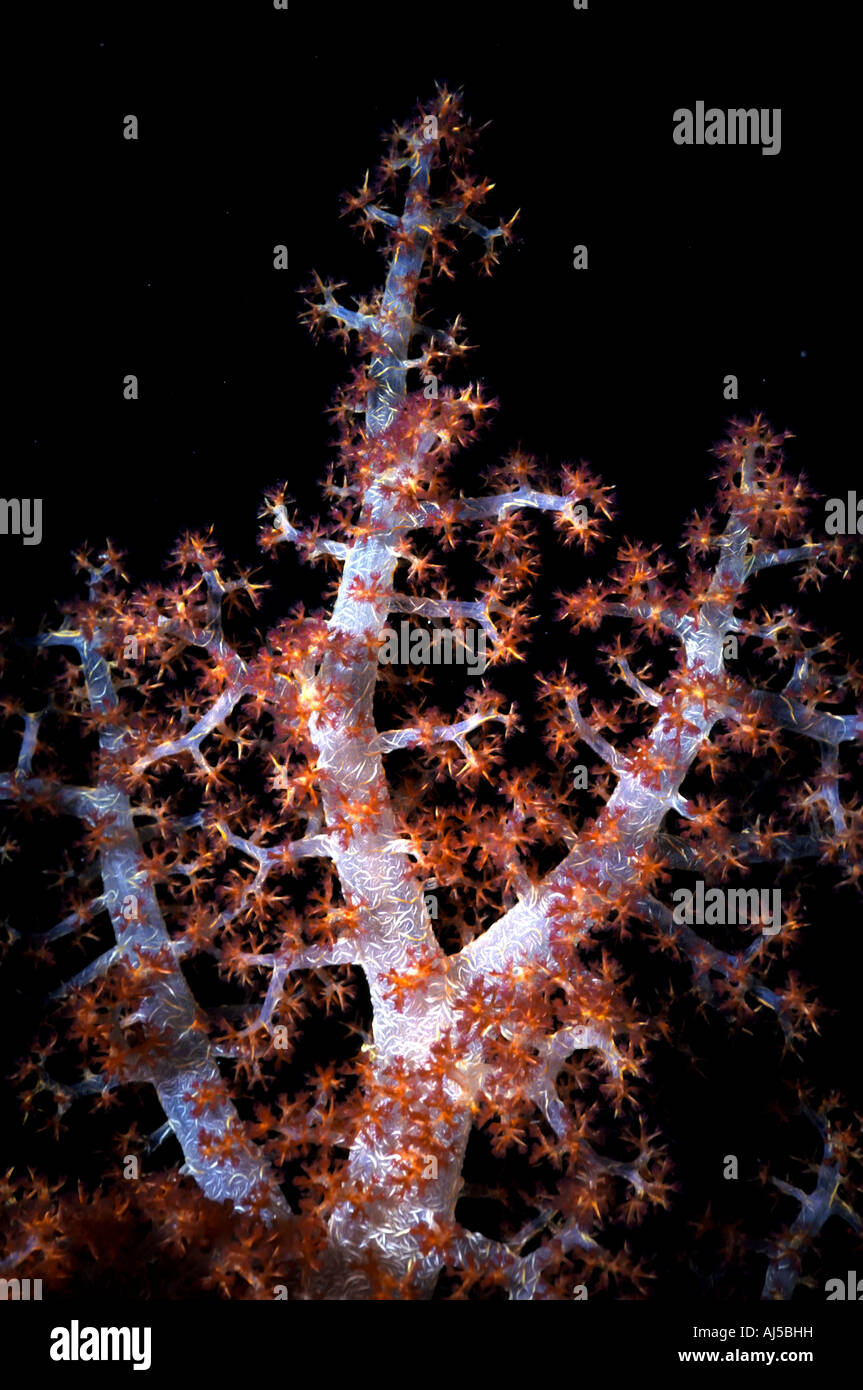 soft pacific coral red polyps flower like marine animal black ...