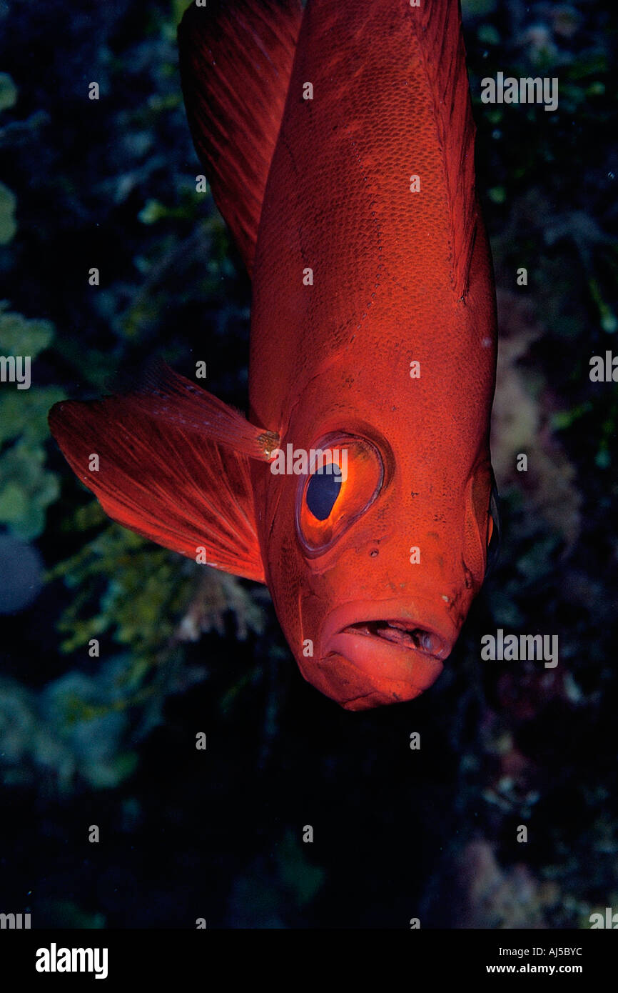 Crescent tail bigeye Priacanthus hamrur Ailuk atoll Marshall Islands ...