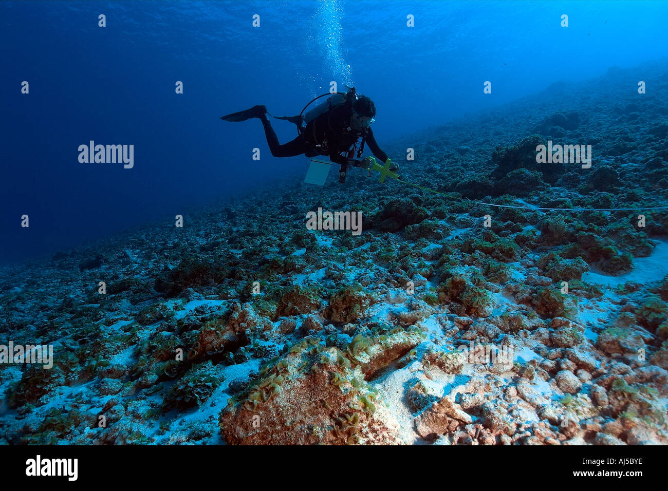 Underwater surveyor reels transect tape Ailuk atoll Marshall Islands ...