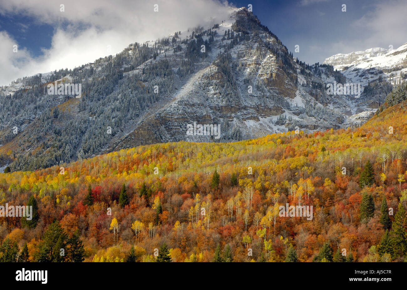 Fall foliage in the wasatch mountains, utah Stock Photo - Alamy