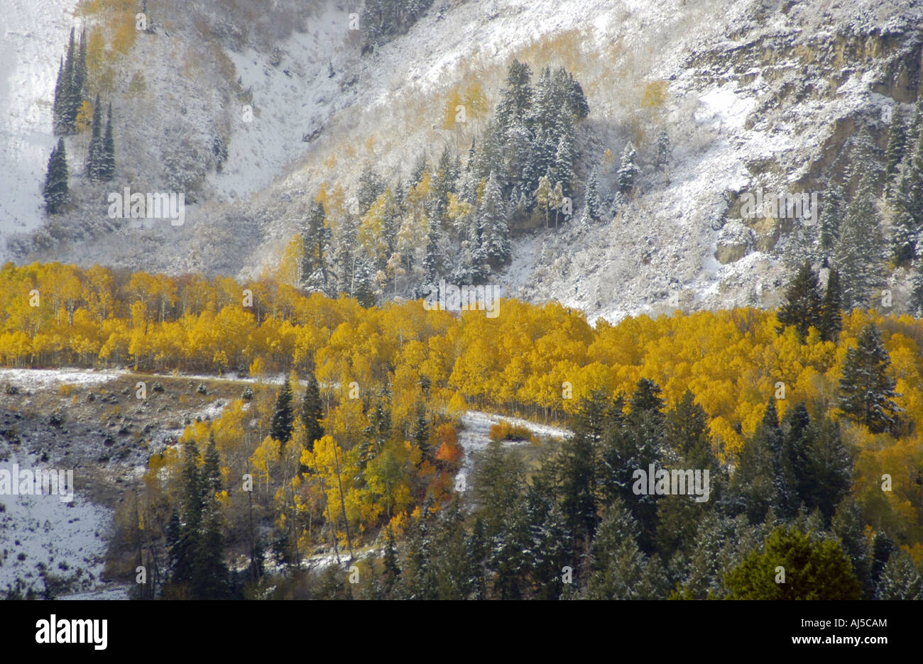 Fall foliage in the wasatch mountains, utah Stock Photo - Alamy