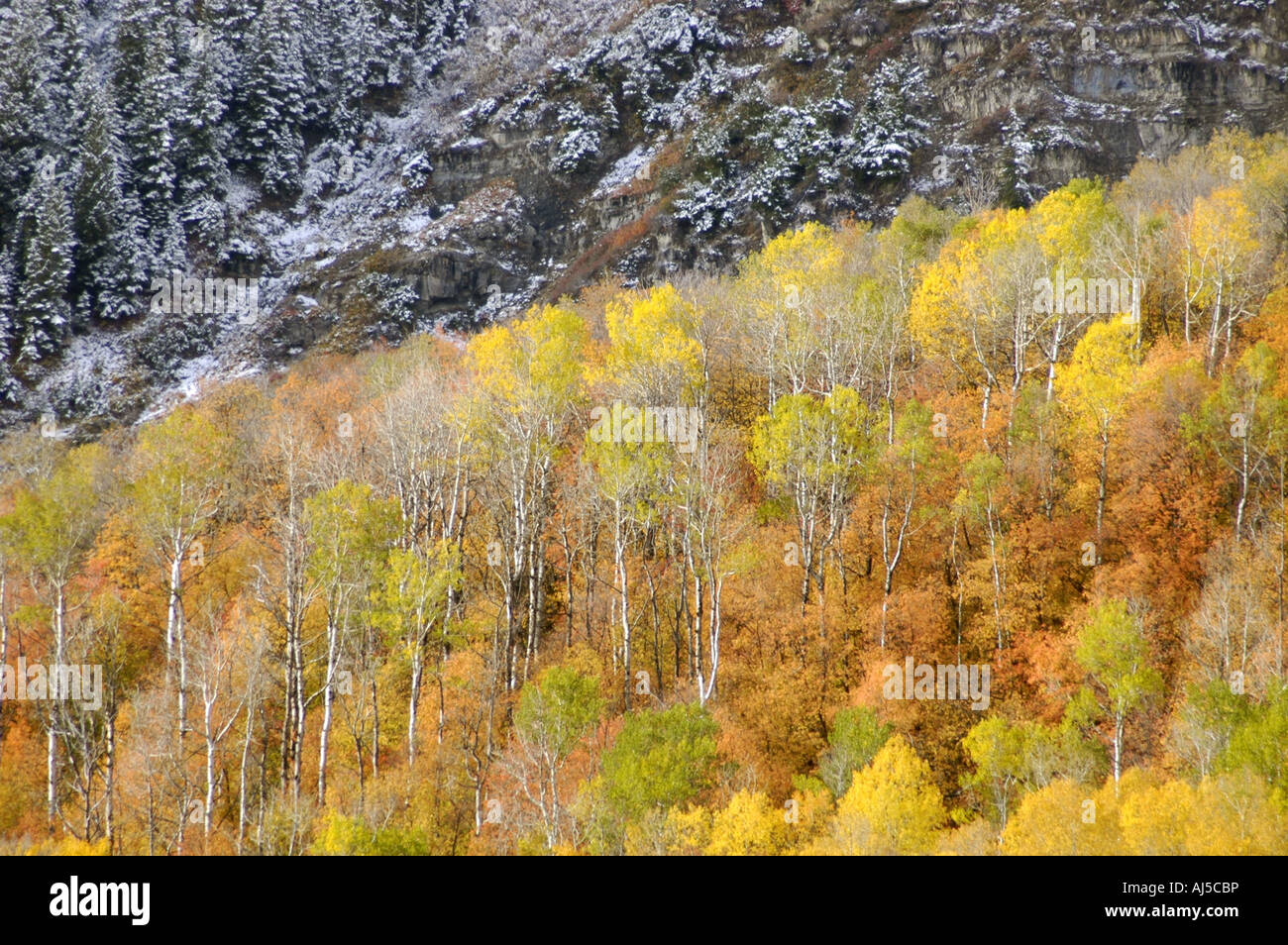Fall foliage in the wasatch mountains, utah Stock Photo - Alamy