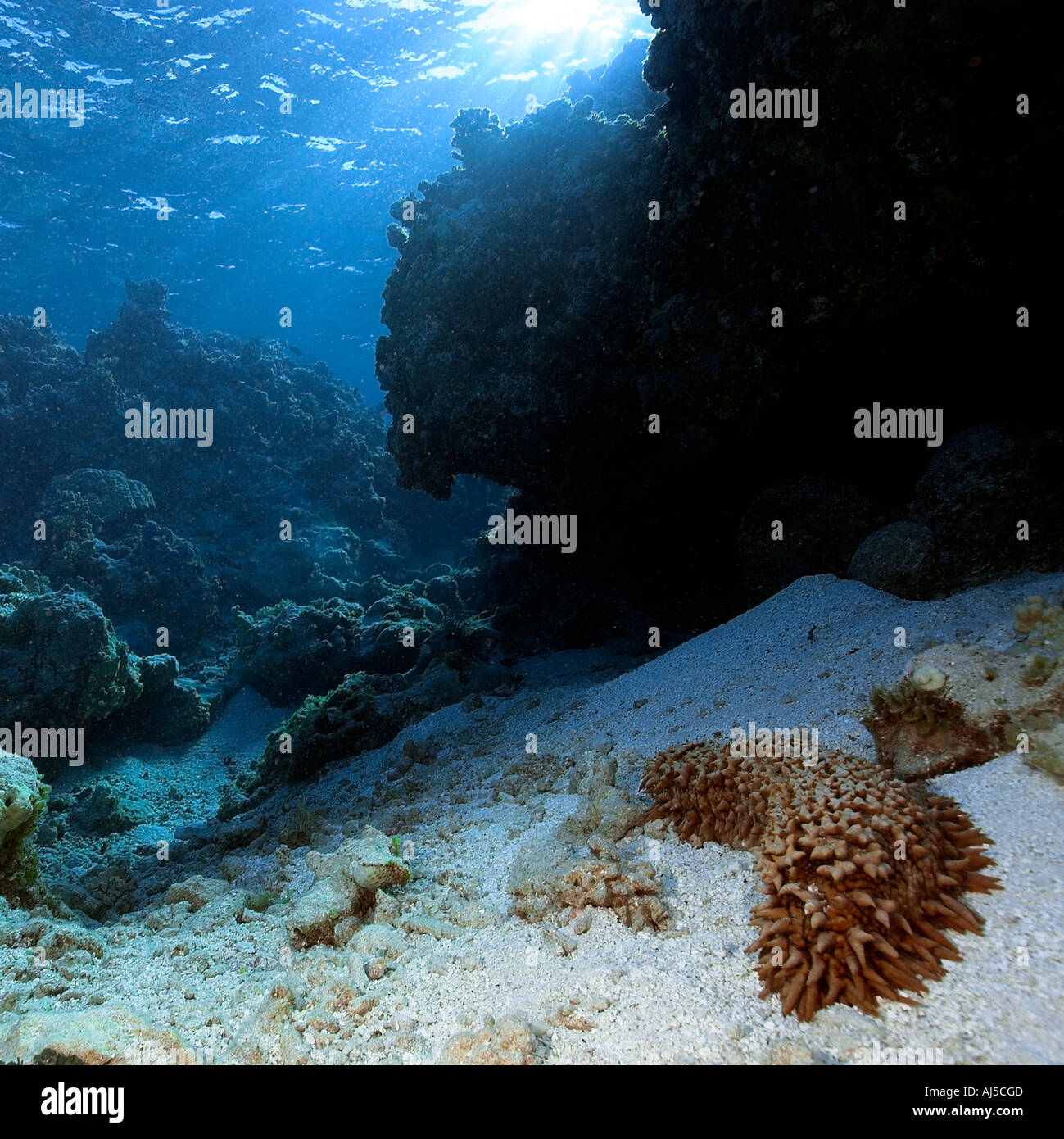 Giant sea cucumber Thelenota ananas on sandy bottom Ailuk atoll ...