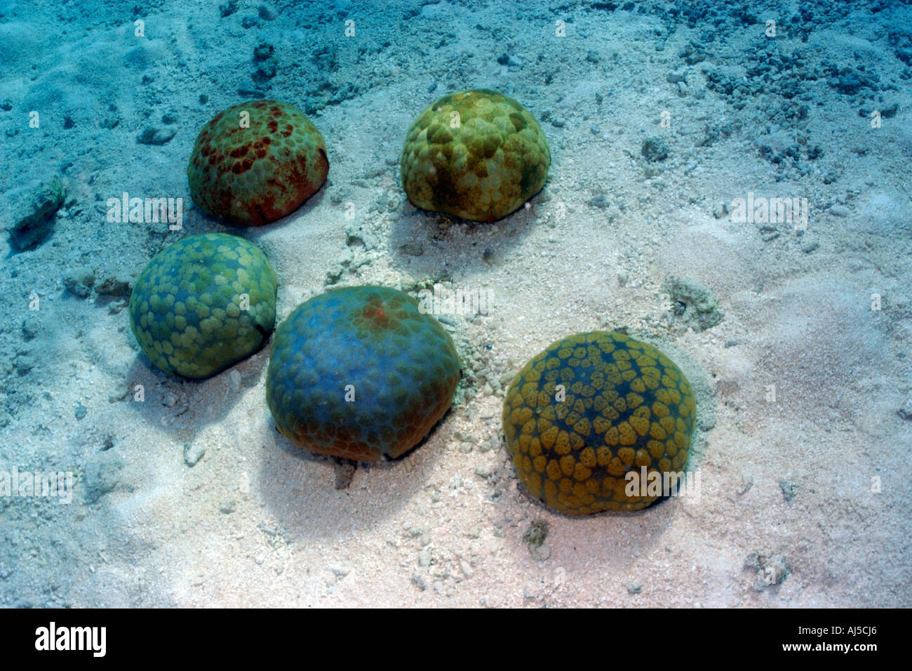 Cushion star Culcita novaguineae skin texture Ailuk atoll Marshall ...