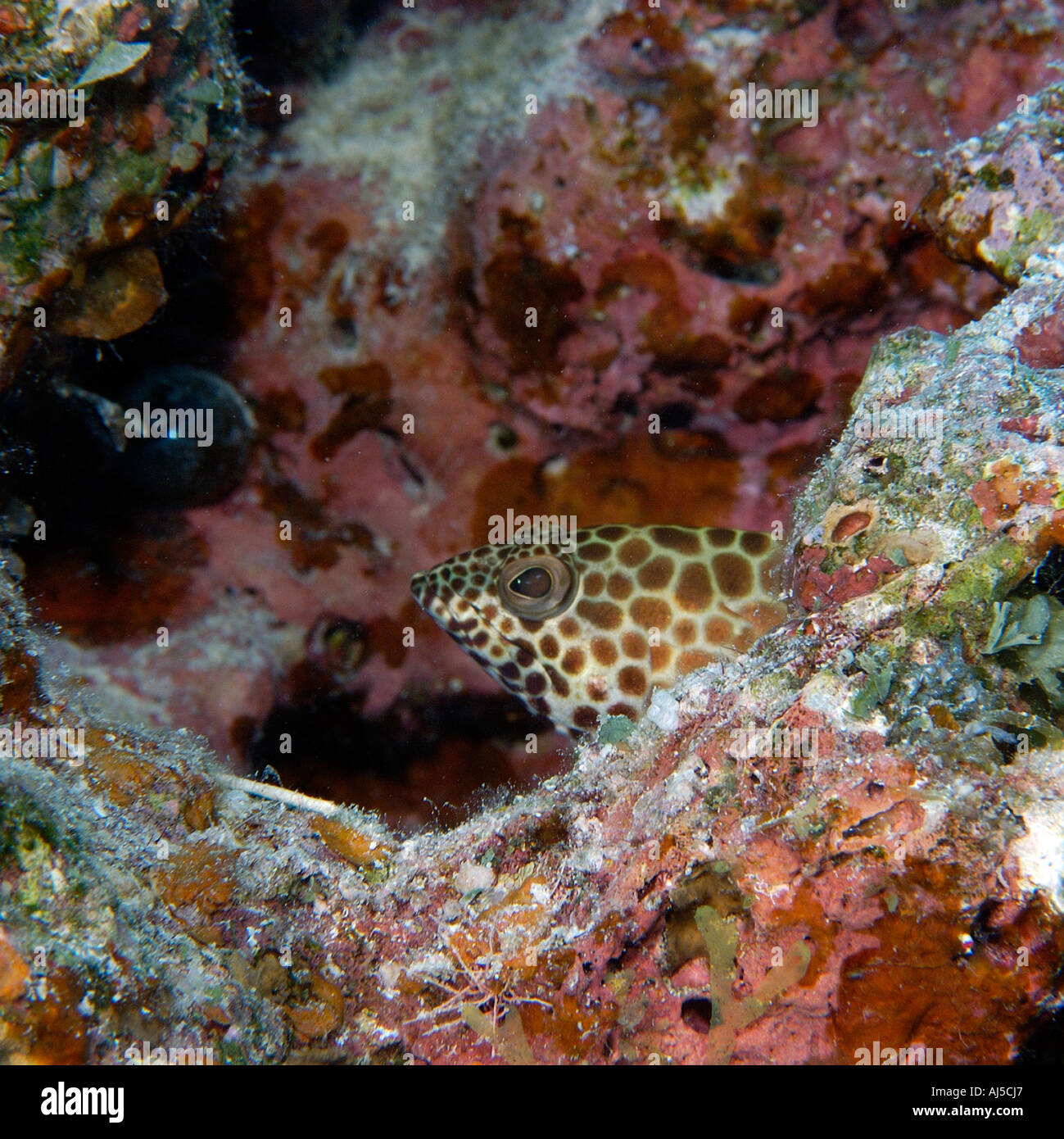 Honeycomb grouper Epinephelus merra Ailuk atoll Marshall Islands ...