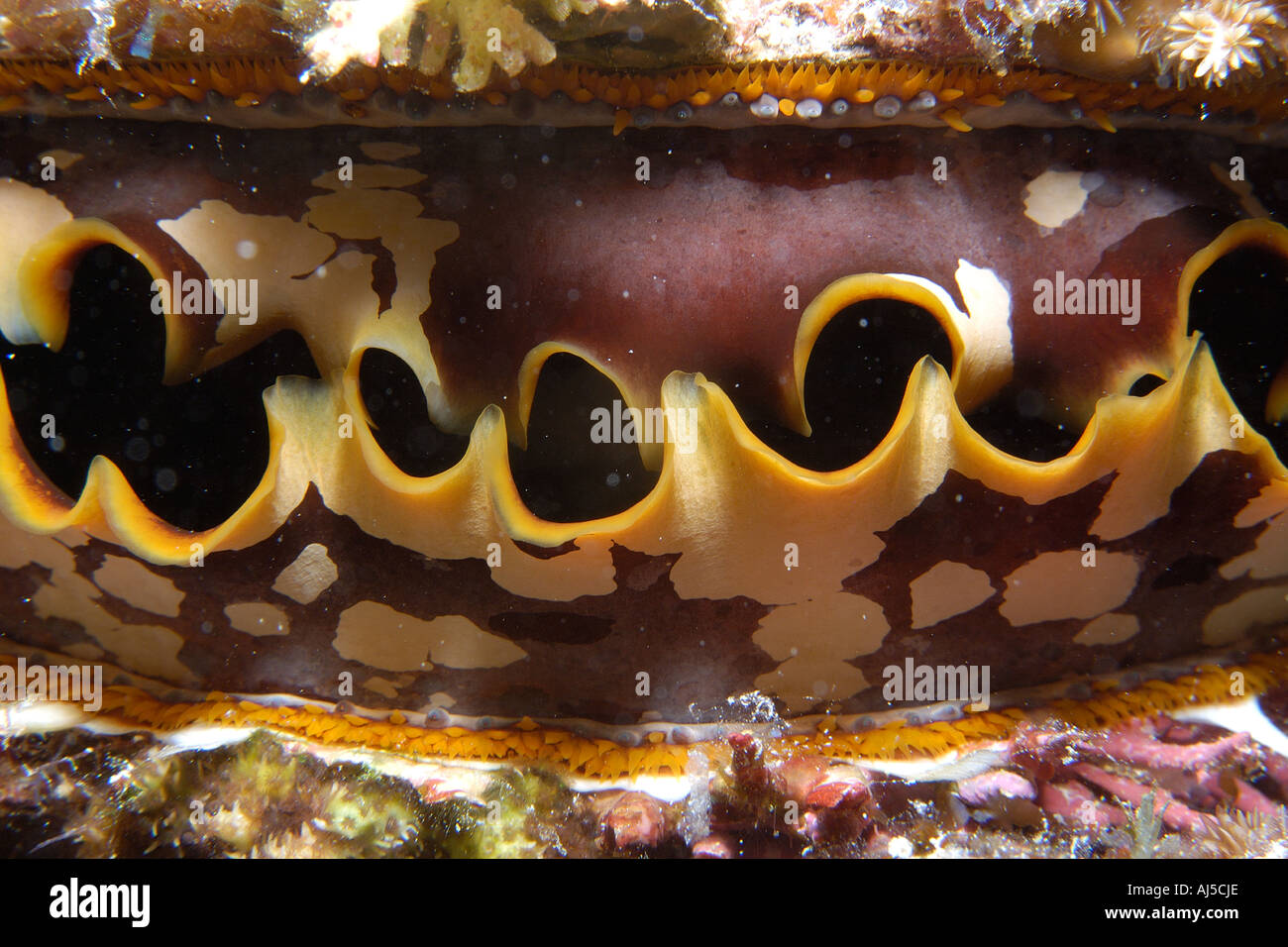 Pacific thorny oyster hi-res stock photography and images - Alamy