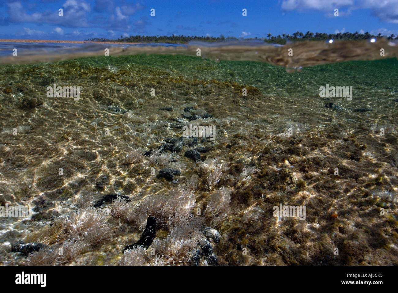 Split image of channel bottom and uninhabited island Ailuk atoll ...
