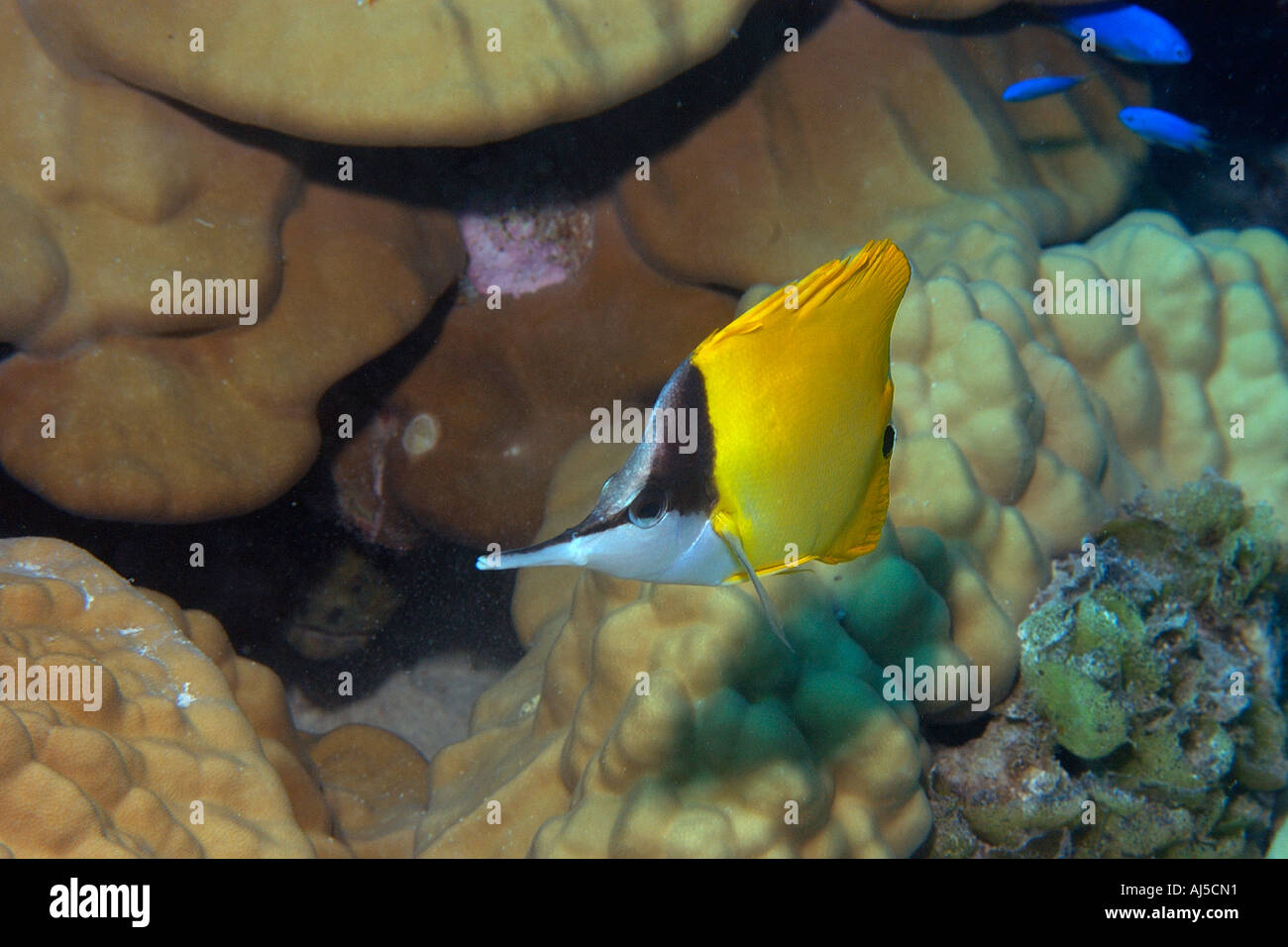 Longnose butterflyfish forcepsfish Forcipiger flavissimus Ailuk atoll ...