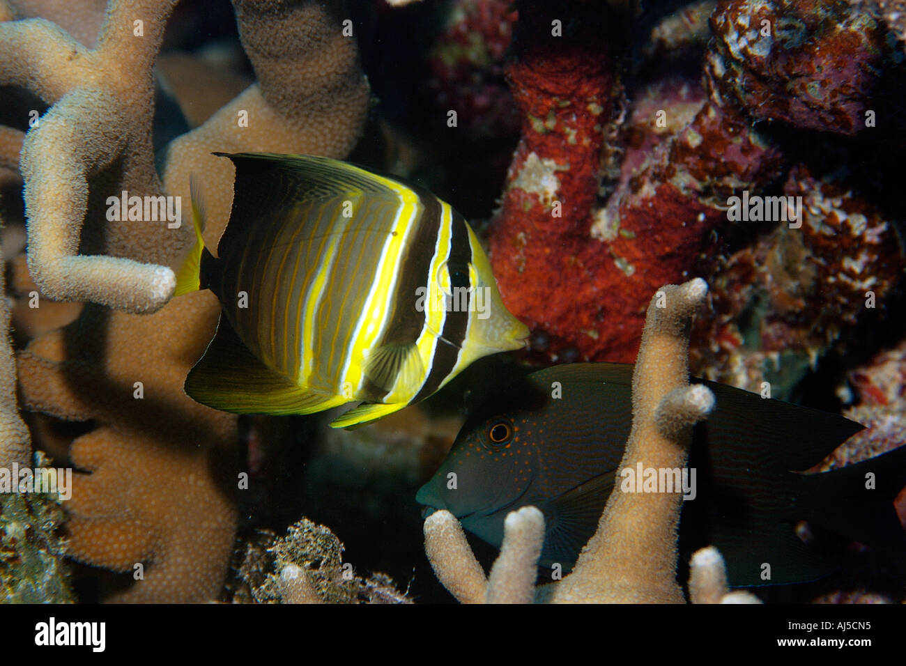 Brown surgeonfish hi-res stock photography and images - Alamy
