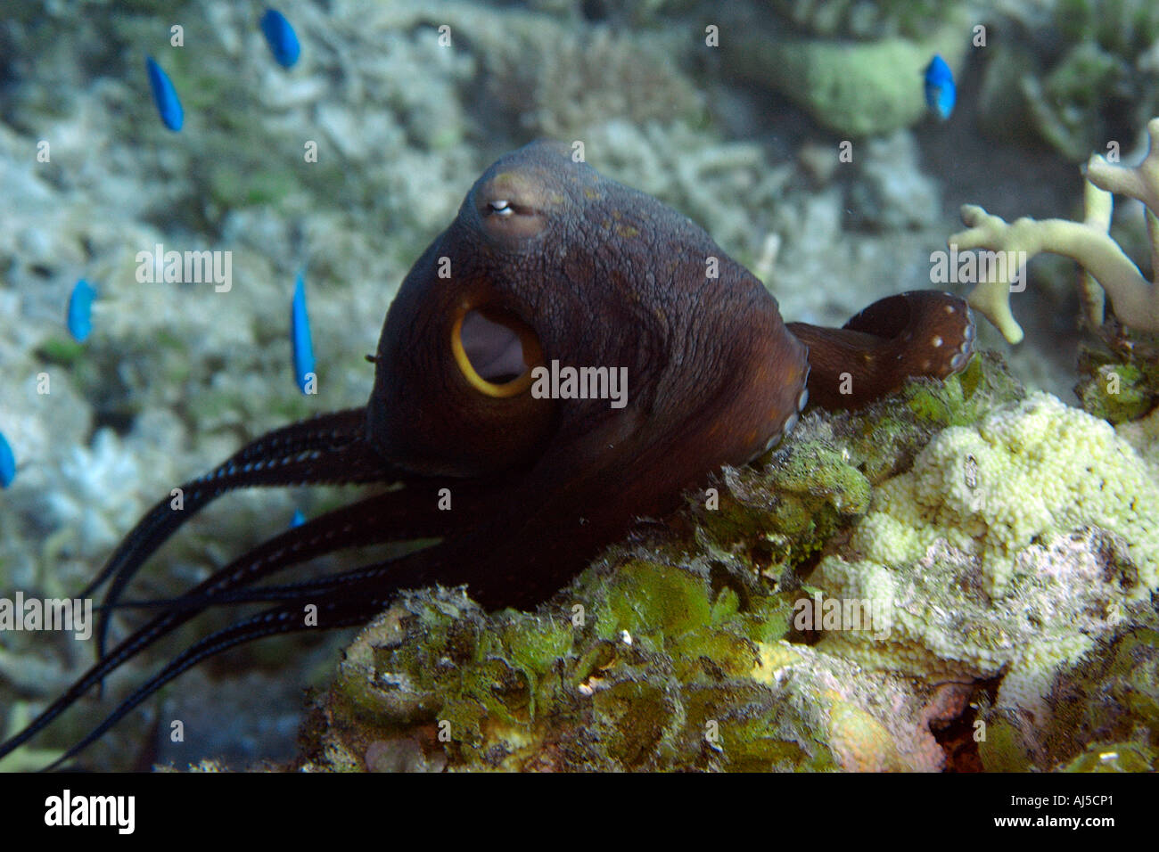 Octopus tentacles arms siphon hi-res stock photography and images - Alamy