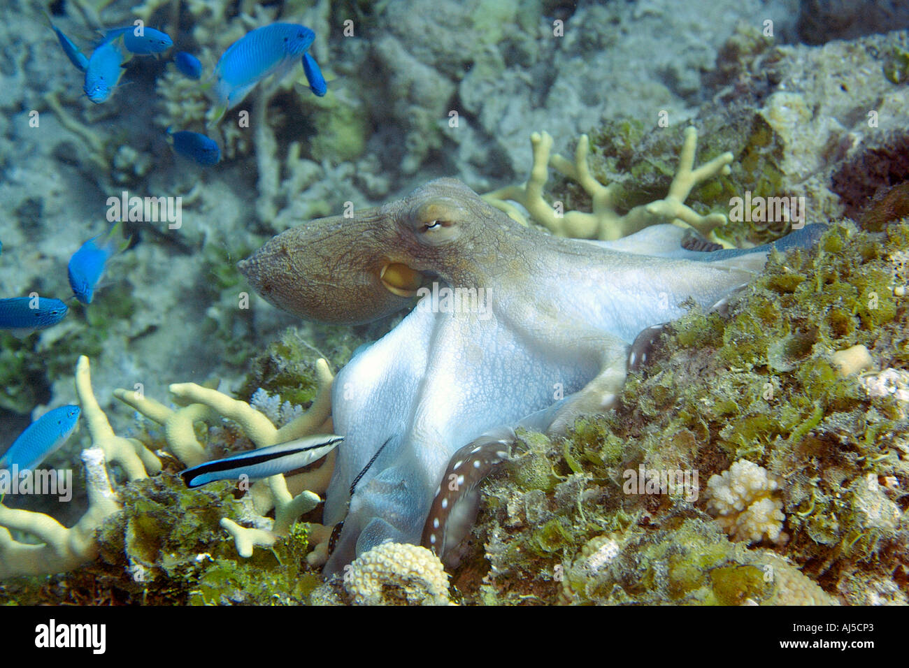 Reef octopus Octopus cyanea crawling over reef Ailuk atoll Marshall ...