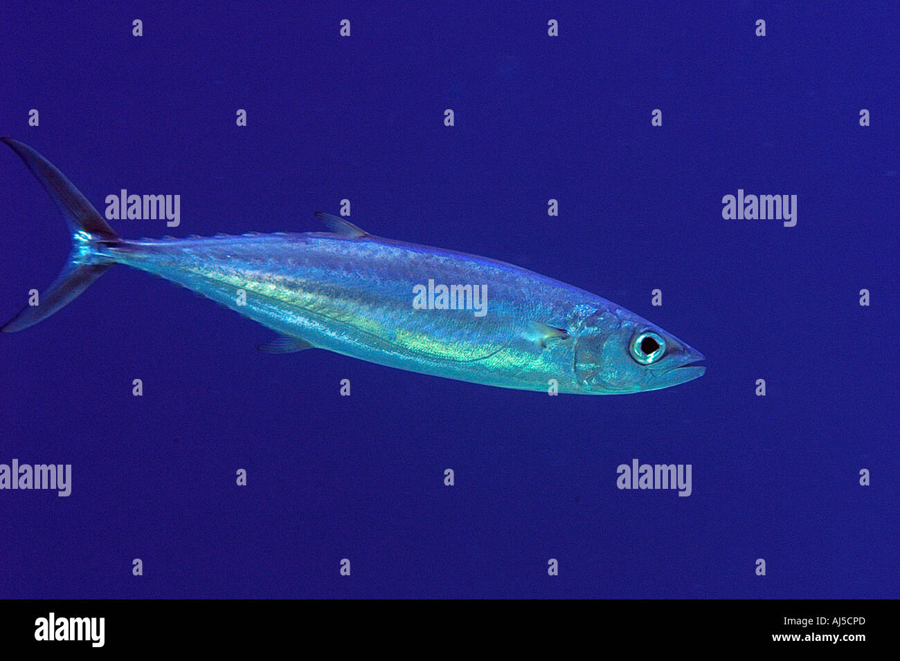 Operculum fish hi-res stock photography and images - Alamy