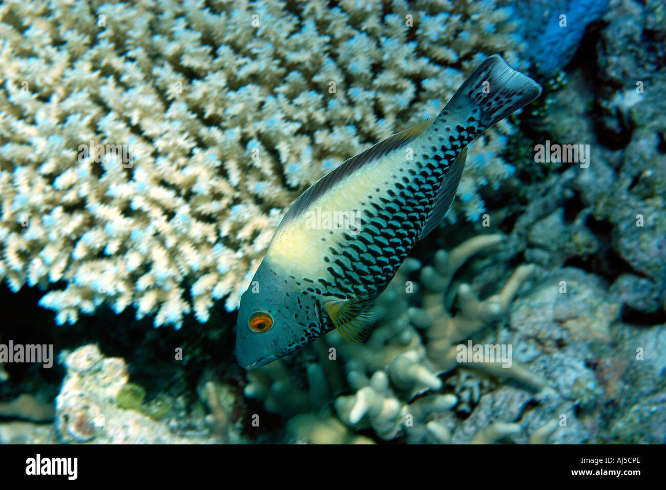 Bicolor parrotfish Cetoscarus ocellatus initial phase Ailuk atoll ...